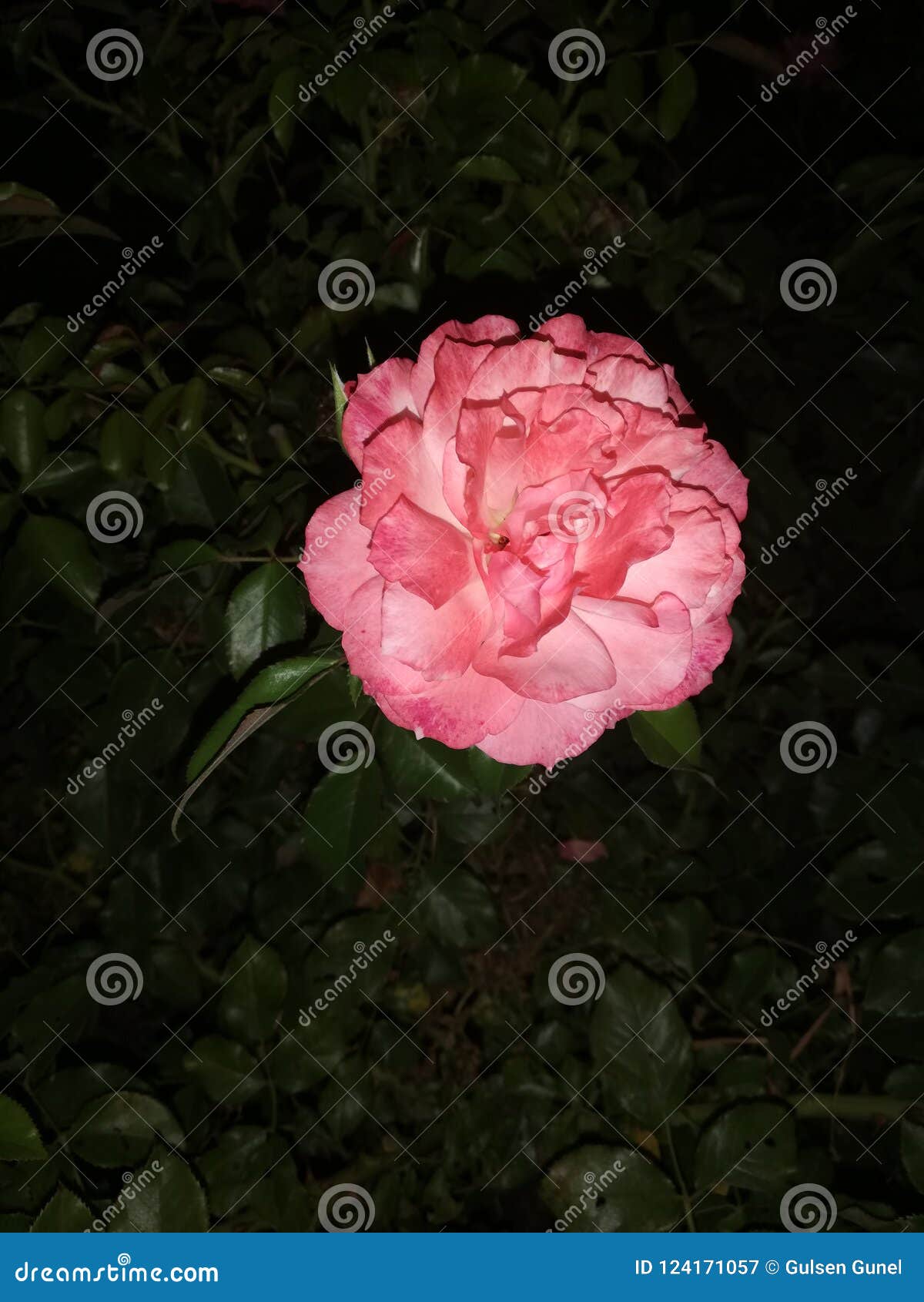 Pink Rose in the Night Close Up Stock Image - Image of dark, color ...