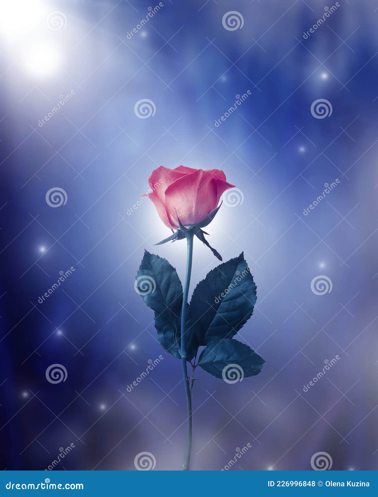 Pink Rose in the Night Garden Stock Photo - Image of rays, flora: 226996848