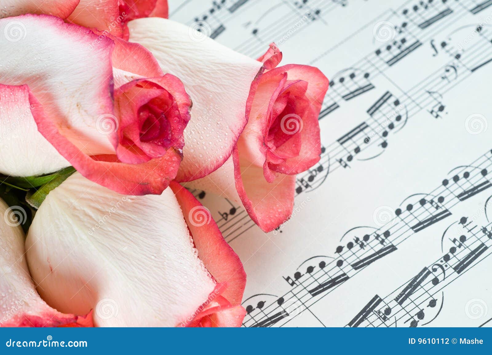Pink rose and note stock photo. Image of conceptual, abstract - 9610112