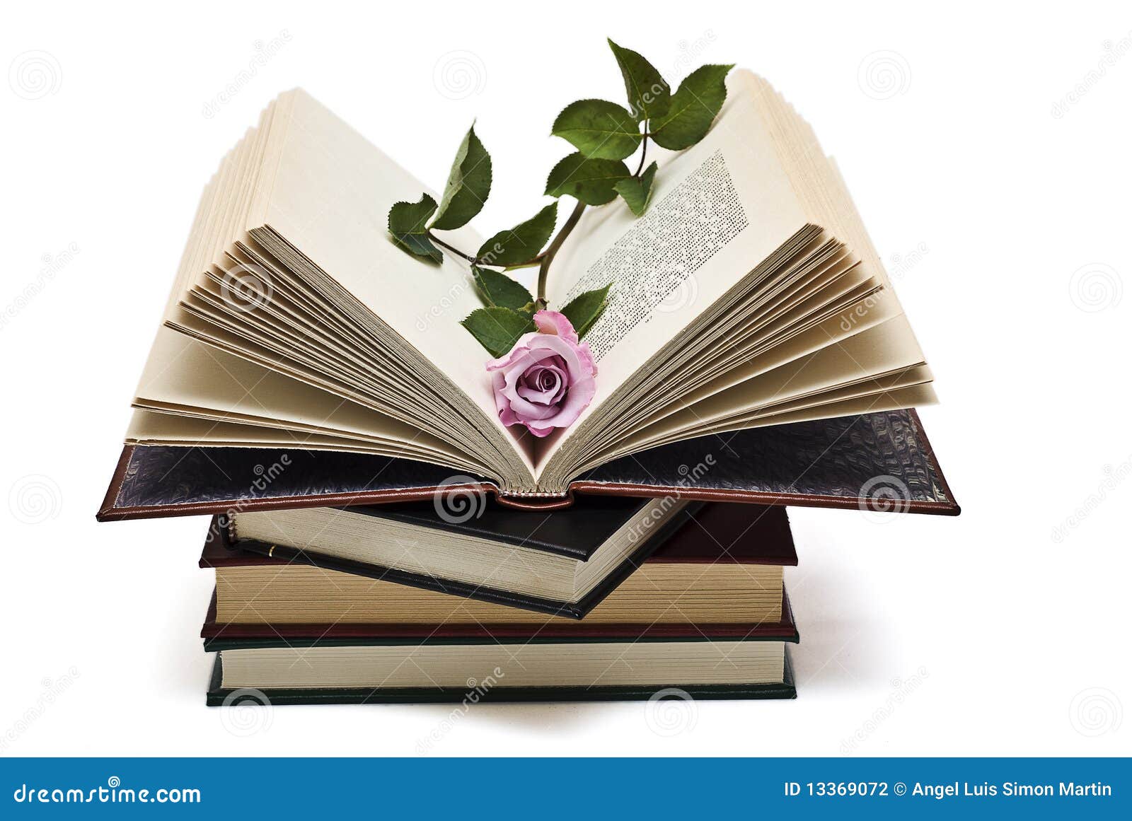 A Pink Rose into an Open Book. Stock Photo - Image of culture, learning ...