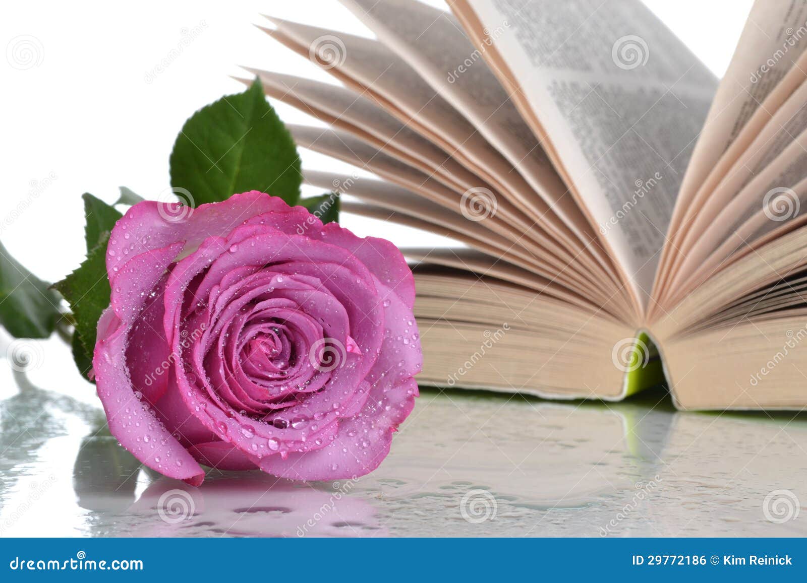 Open Book Flower stock photo. Image of book, flower, abstract - 29772186