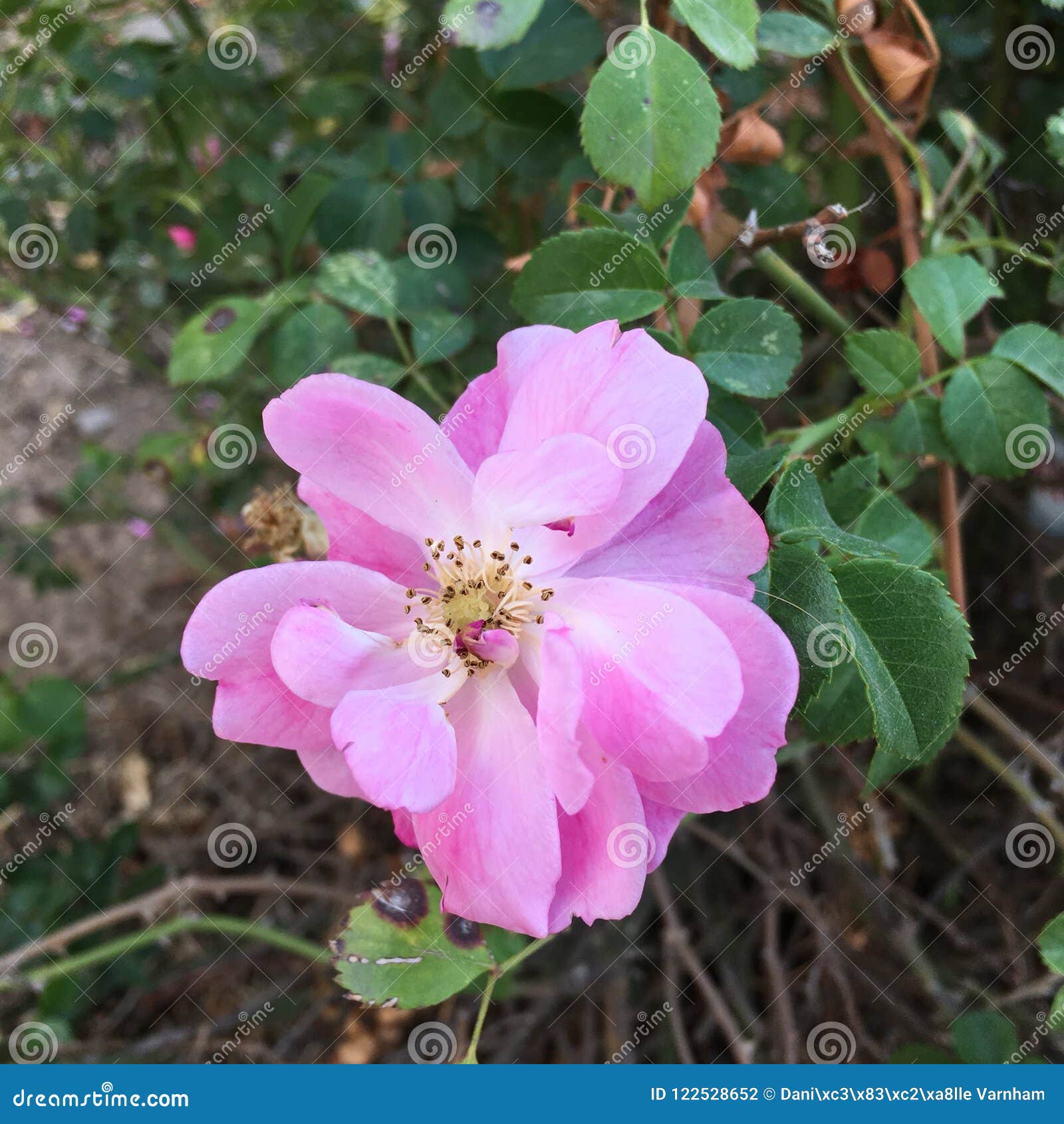 Open rose stock photo. Image of open, centre, rose, stamens - 122528652