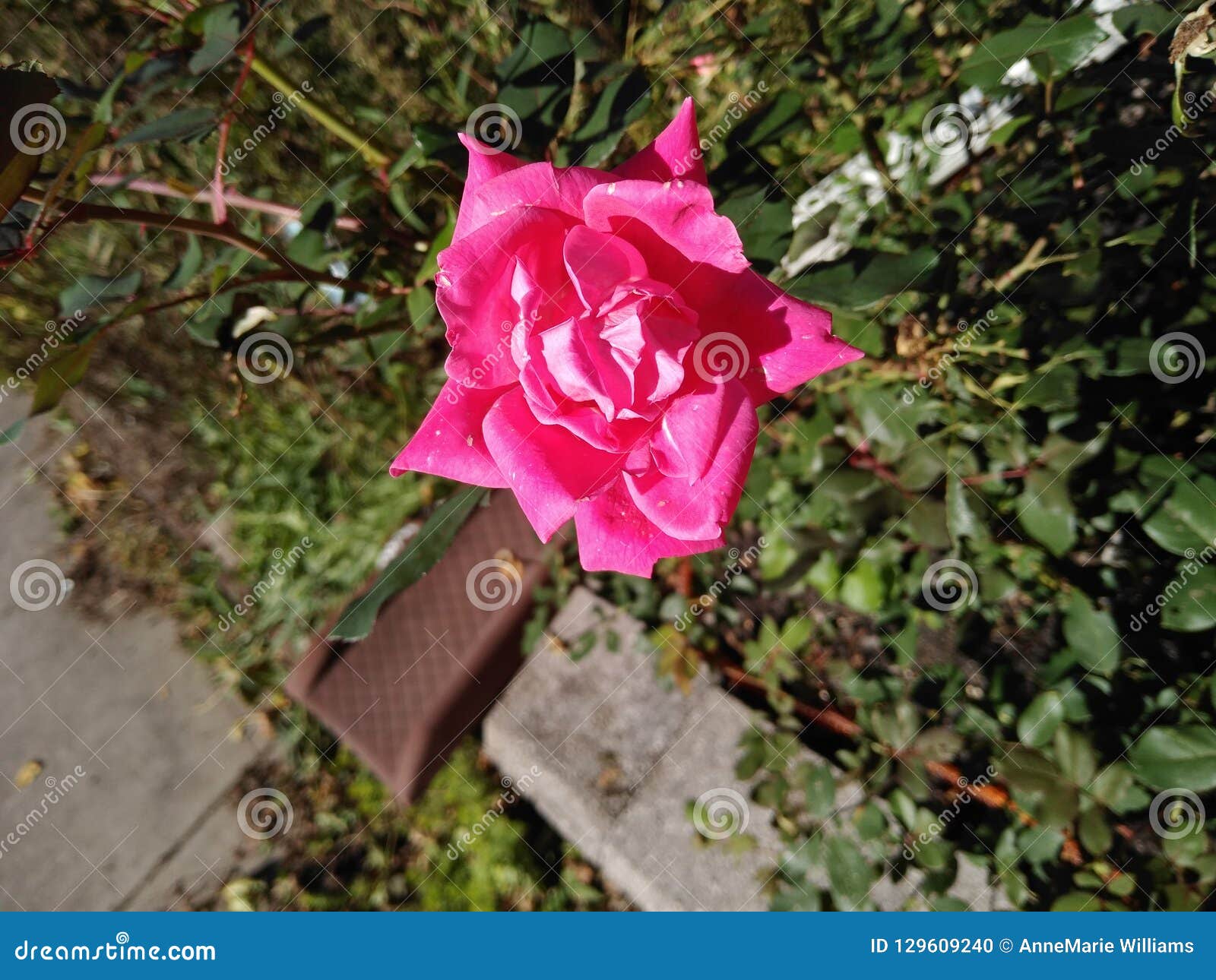 Pink Rose outside stock photo. Image of side, outside - 129609240