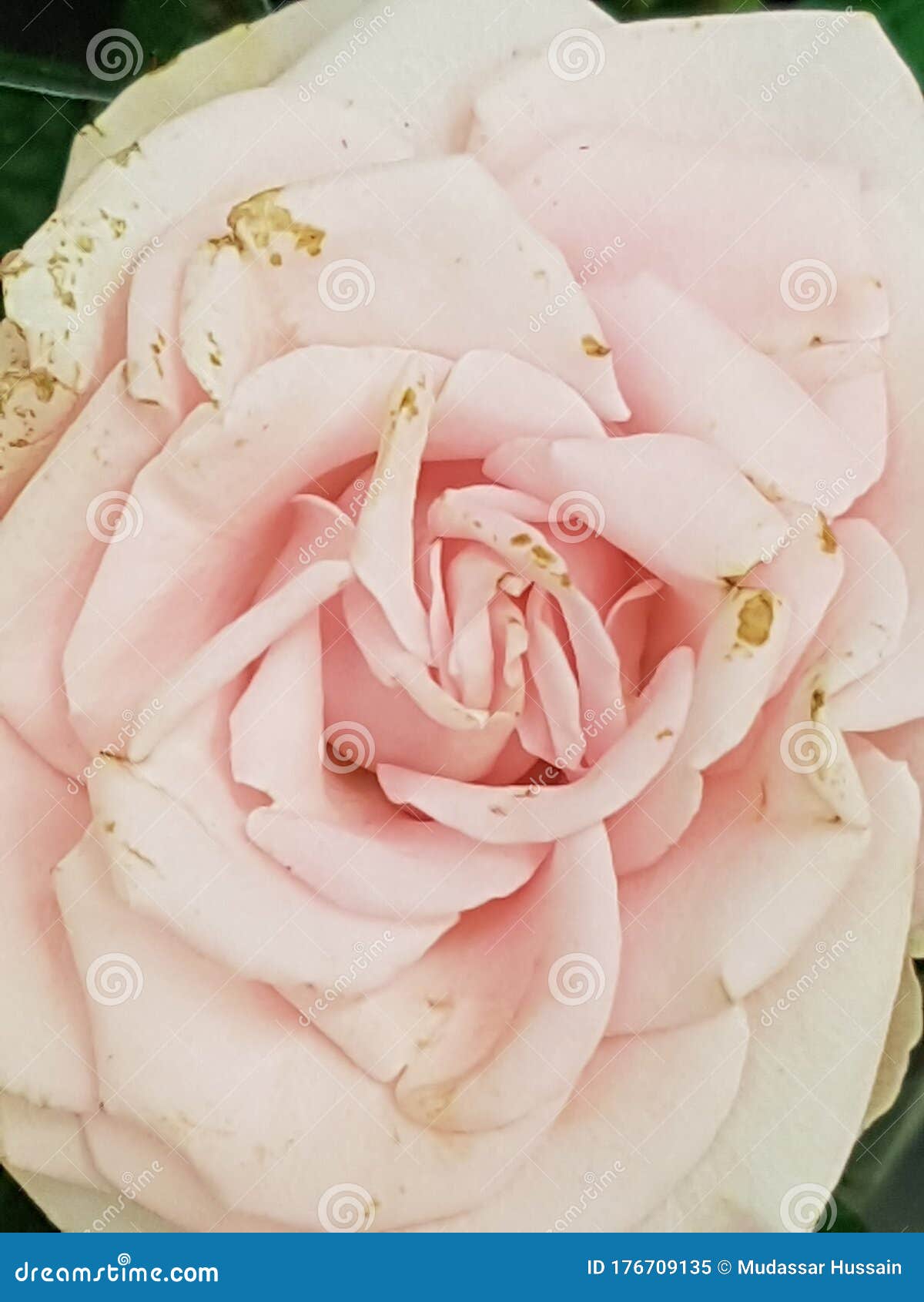 Pink Rose Patel Plant Green Brown Stock Image - Image of plant, green ...