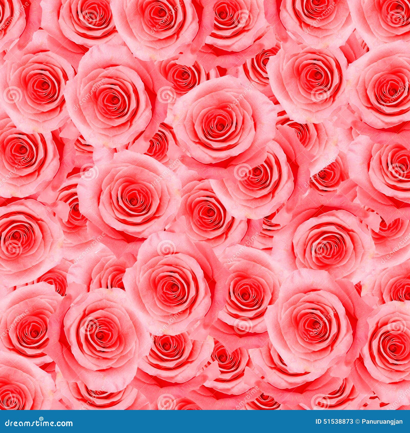 Pink rose pattern stock image. Image of beautiful, romantic - 51538873