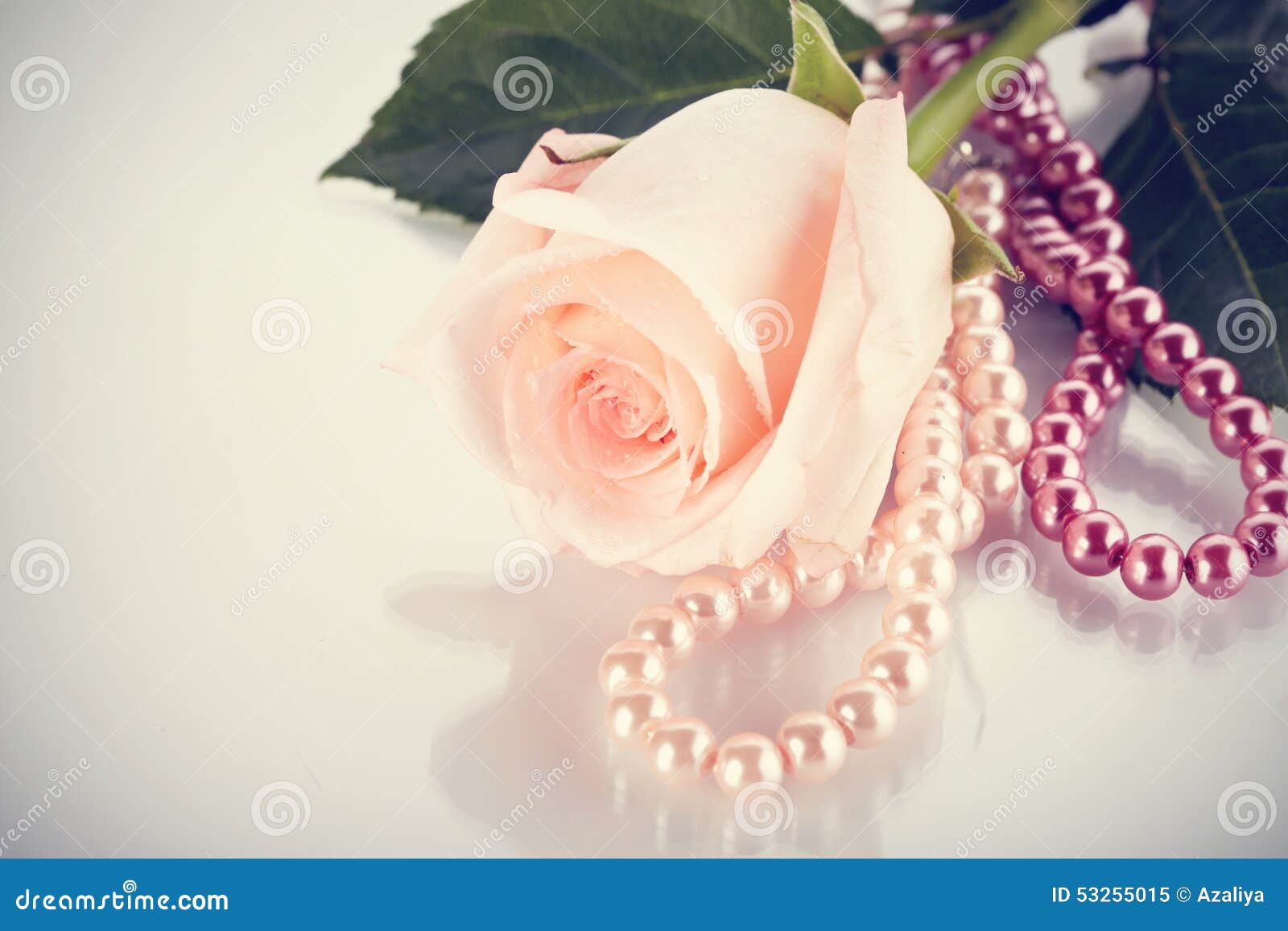 Pink rose and pearl beads. stock image. Image of botany - 53255015