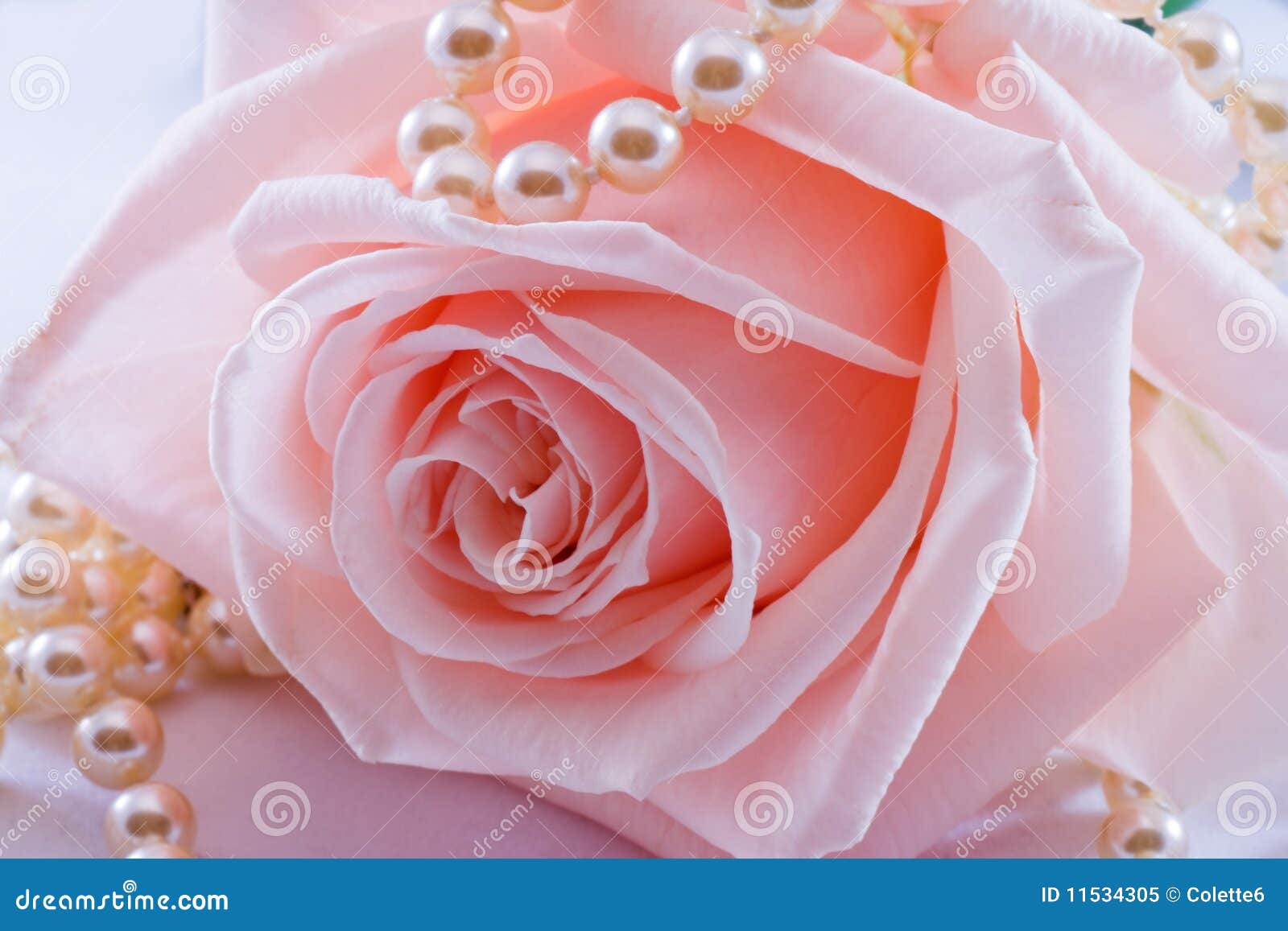 Pink Rose And Pearl Necklace Stock Image Image Of Color Flower 11534305