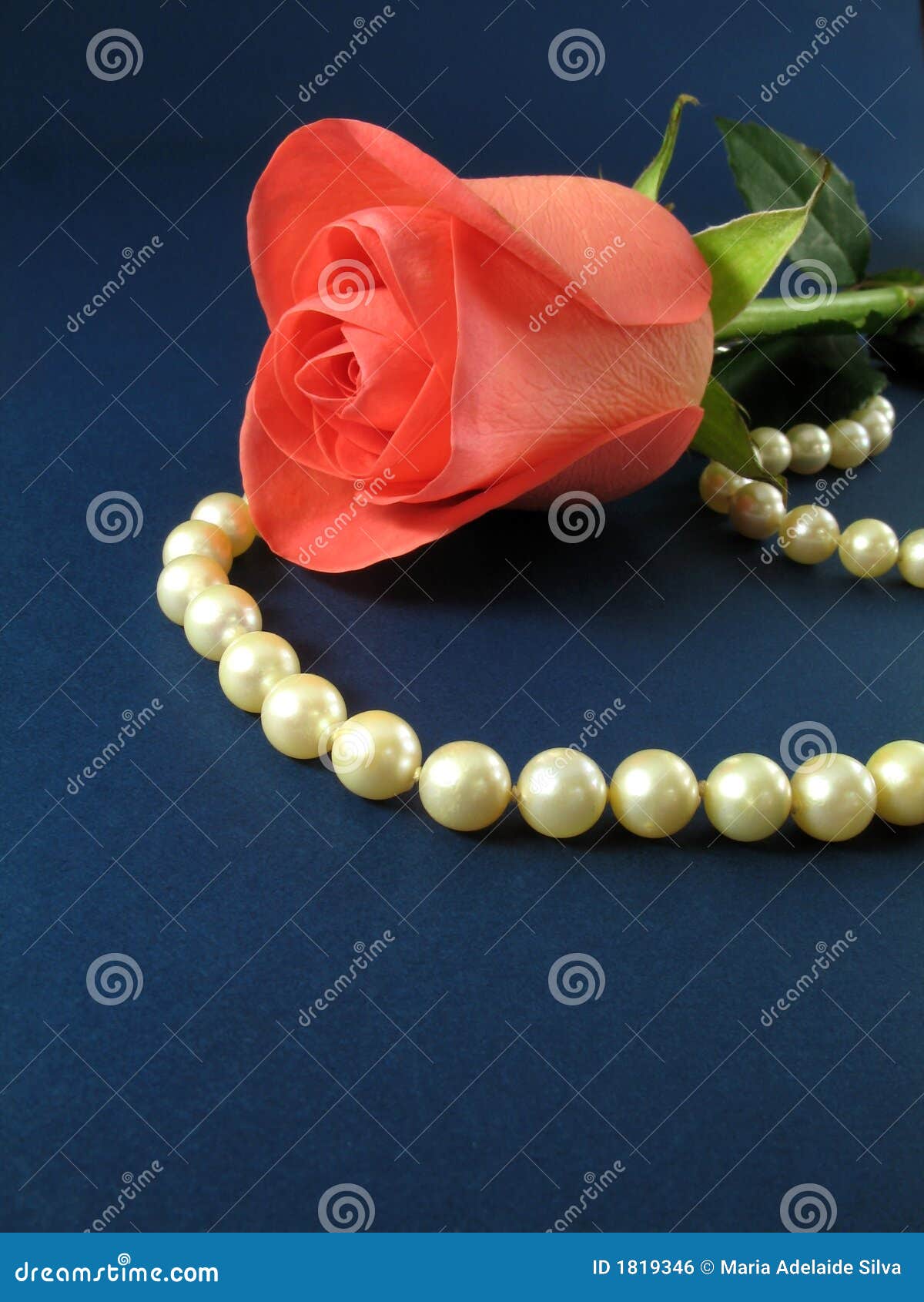 Pink rose and pearls stock photo. Image of marriage, passion - 1819346
