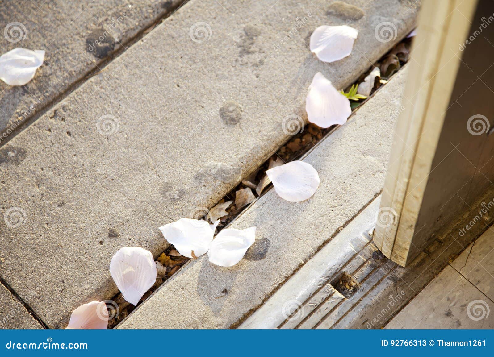 Pink Rose Pedals on the Ground Stock Image - Image of pedals, sidewalk ...