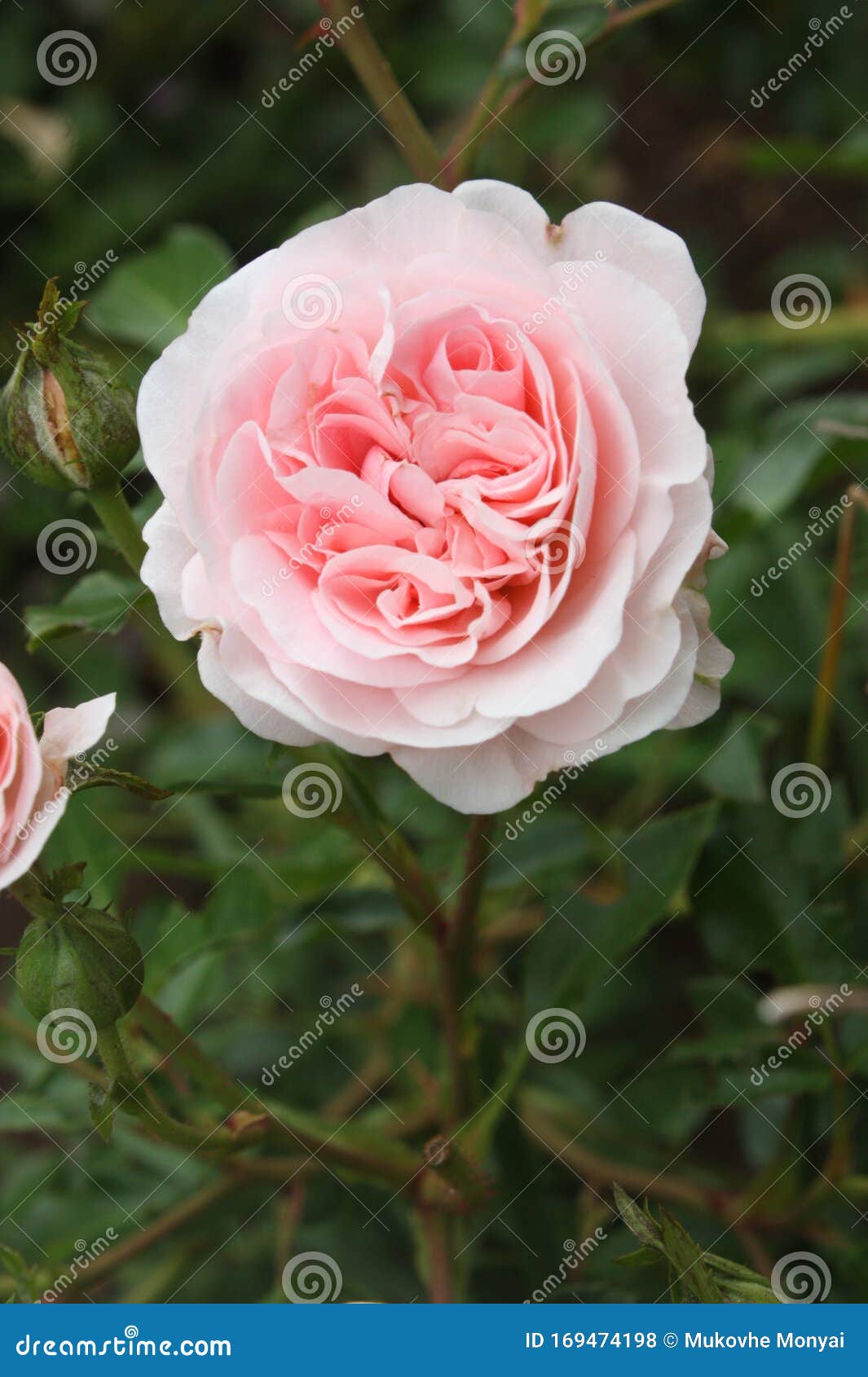 Pink Rose Pedals stock photo. Image of light, pretty - 169474198