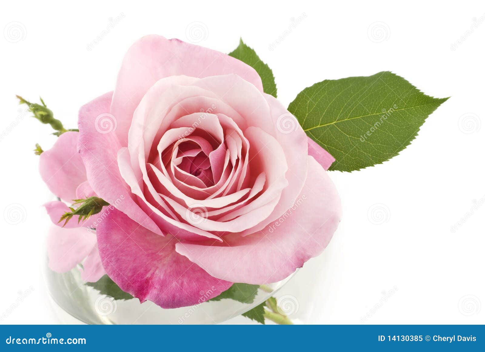 10,626 Rose Perfection Stock Photos - Free & Royalty-Free Stock Photos ...