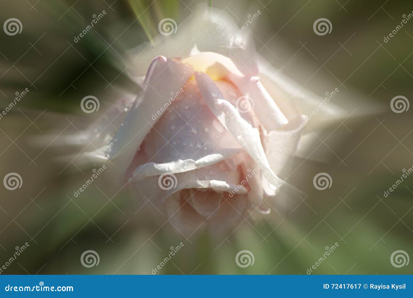 Pink Rose Petails Covered Dew Stock Image - Image of macro, beauty ...