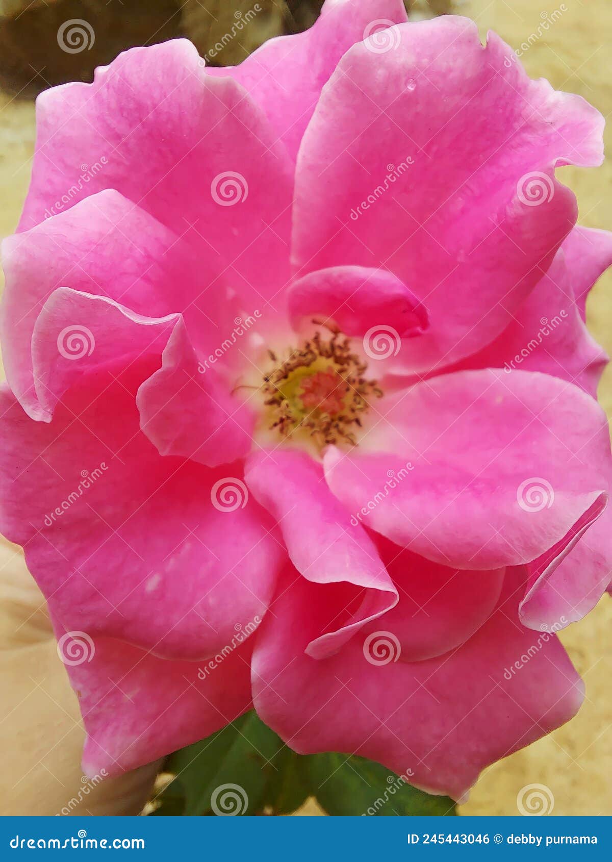 Pink rose petal stock photo. Image of bouquet, pink - 245443046