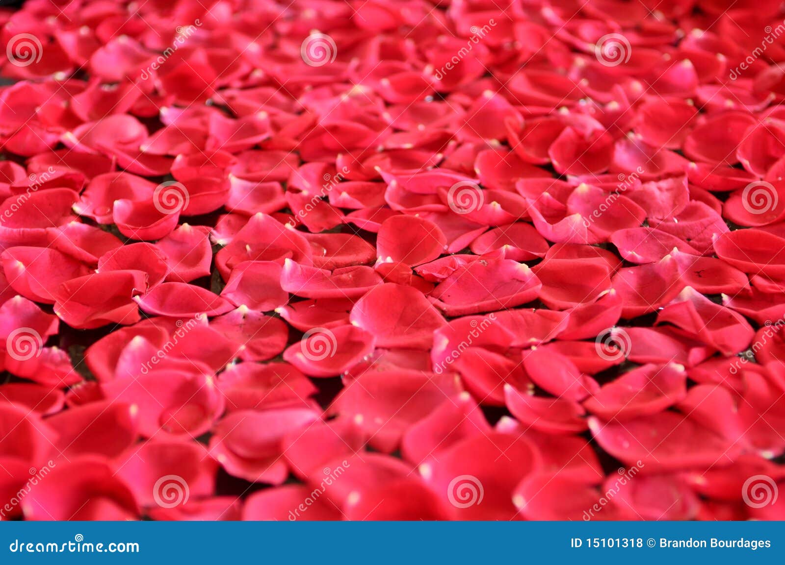 Pink Rose Petal Background stock photo. Image of petal - 15101318