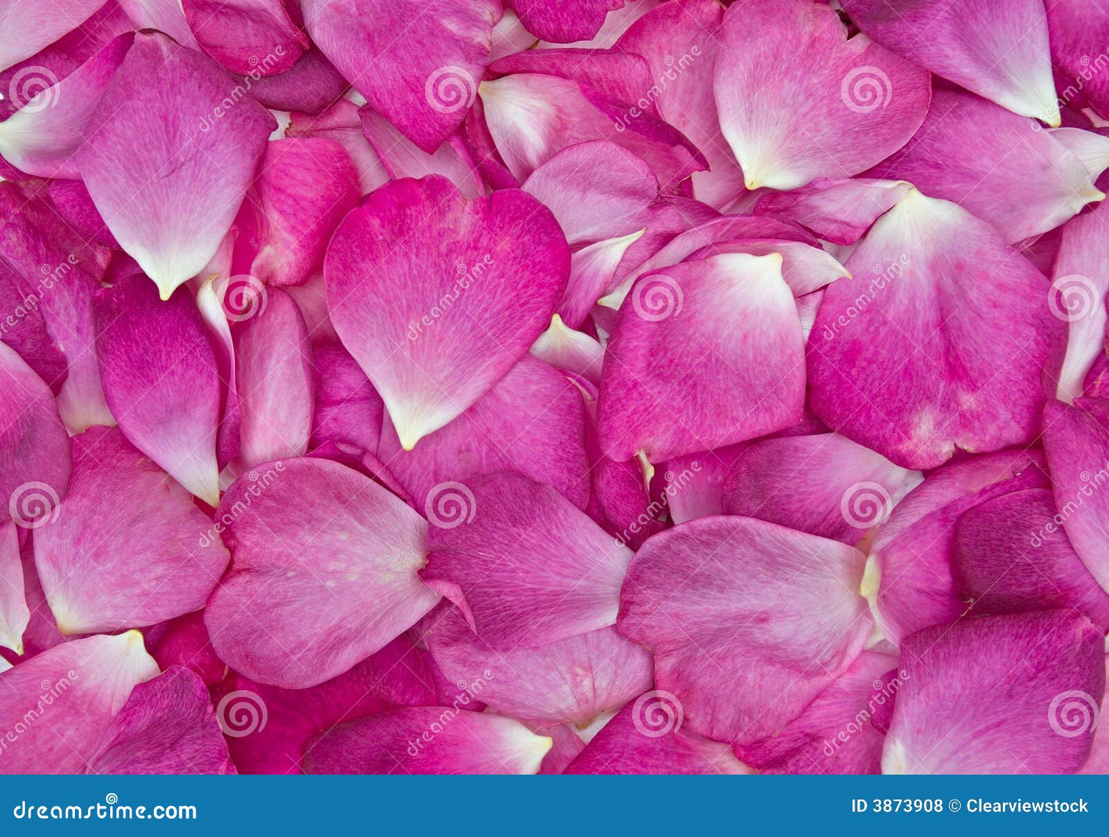 Pink Rose petal background stock photo. Image of petal - 3873908