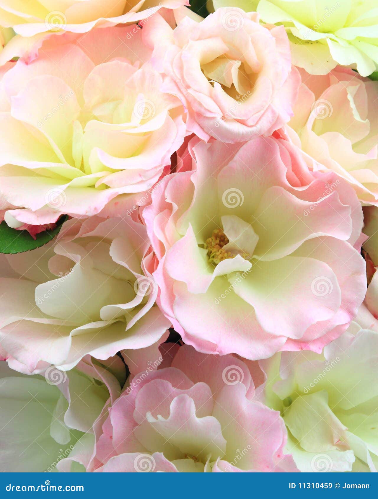 Pink rose petals stock image. Image of flowers, nature - 11310459