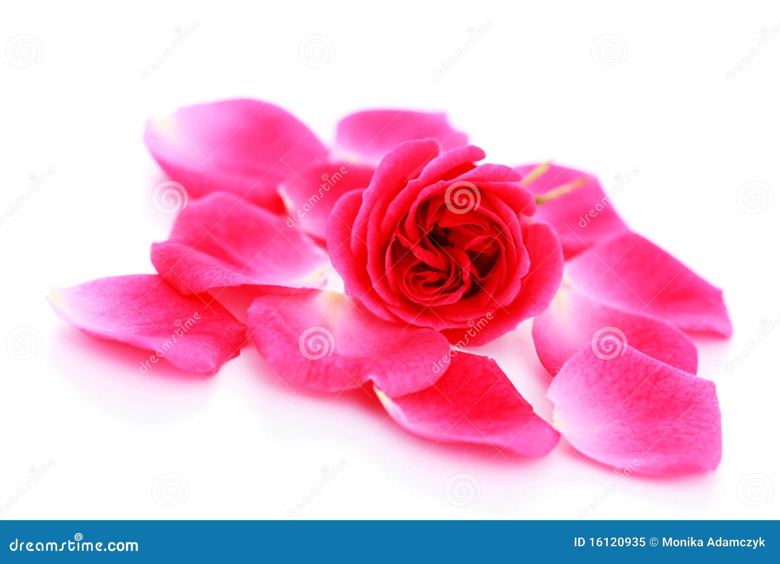 Pink rose petals stock image. Image of beauty, purity - 16120935