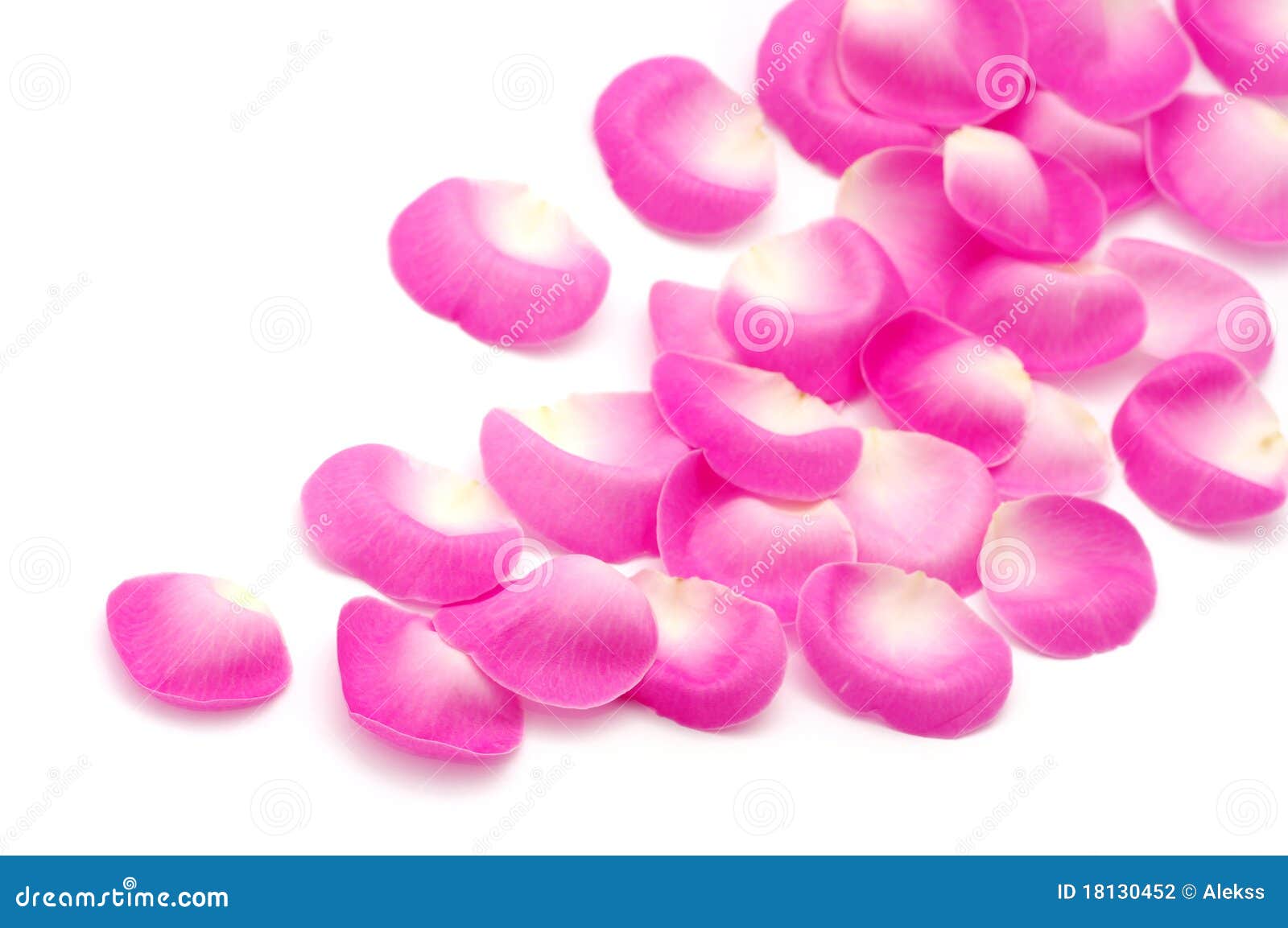 Pink rose petals stock photo. Image of isolated, postcard - 18130452