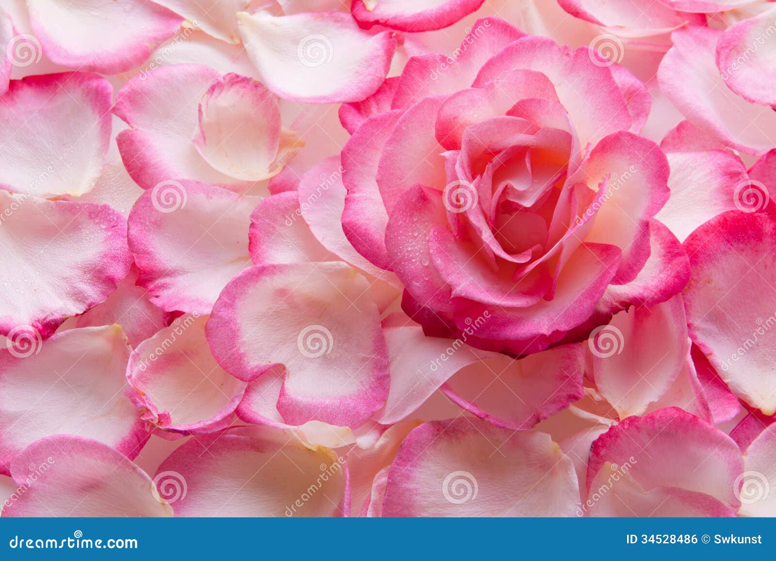 Pink rose petals. stock photo. Image of petals, festivals - 34528486