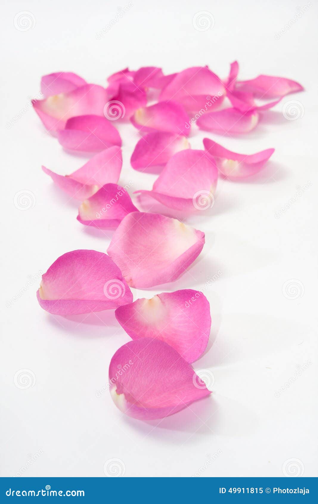Pink rose petals as path stock image. Image of flora - 49911815