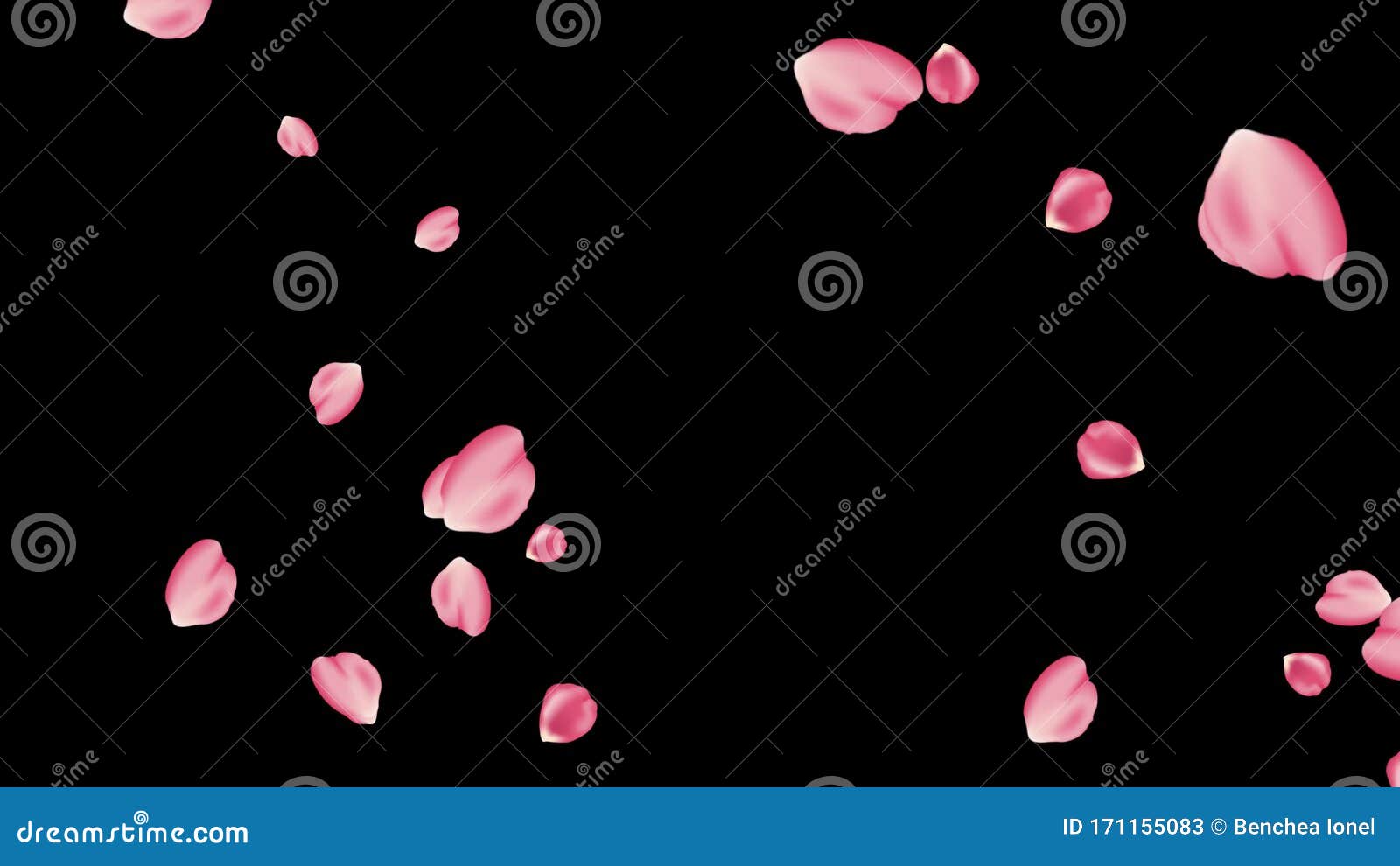 Pink Rose Petals Falling Alpha Transparent Background Loop Stock Video ...