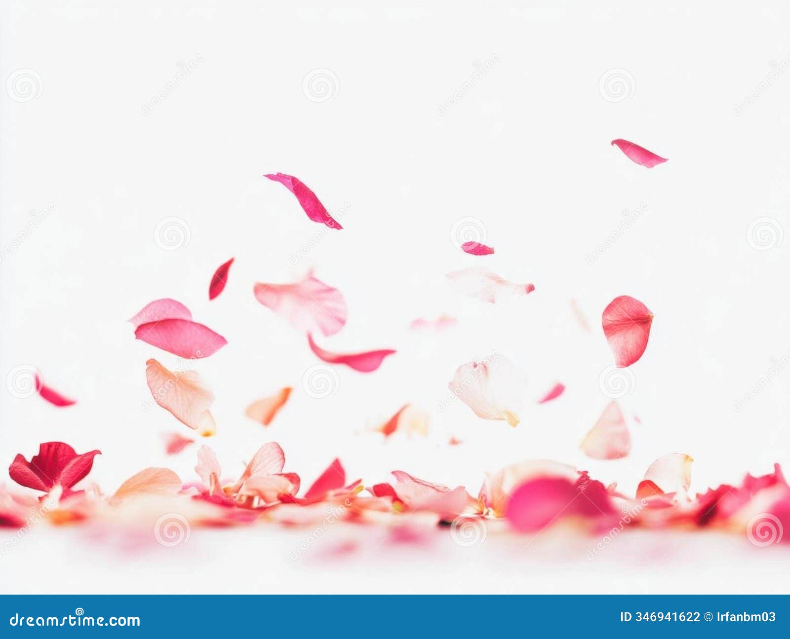 Pink Rose Petals Falling on a White Background Stock Illustration ...