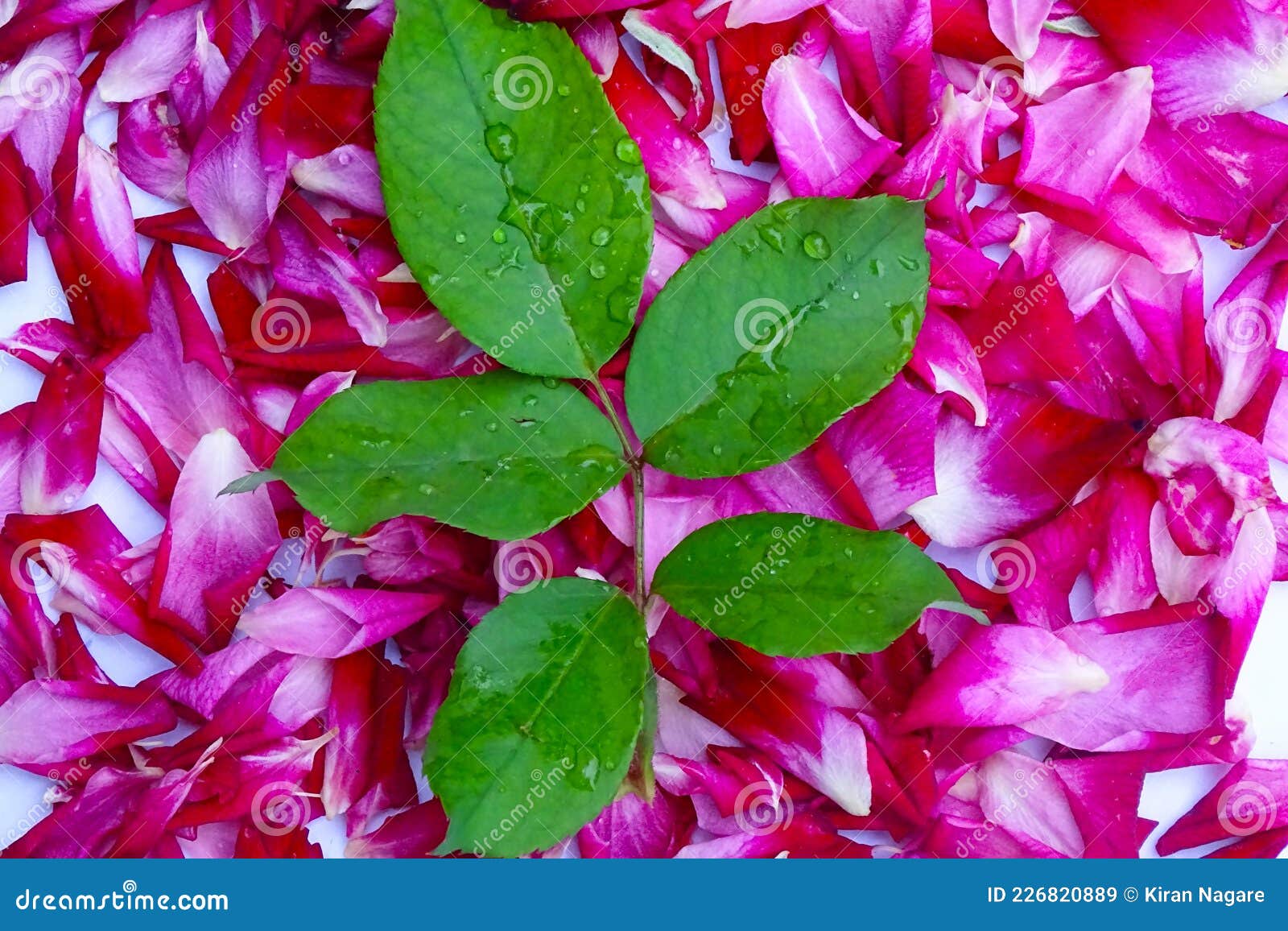 Pink Rose Petals Fresh Background. Stock Image - Image of arrangement ...