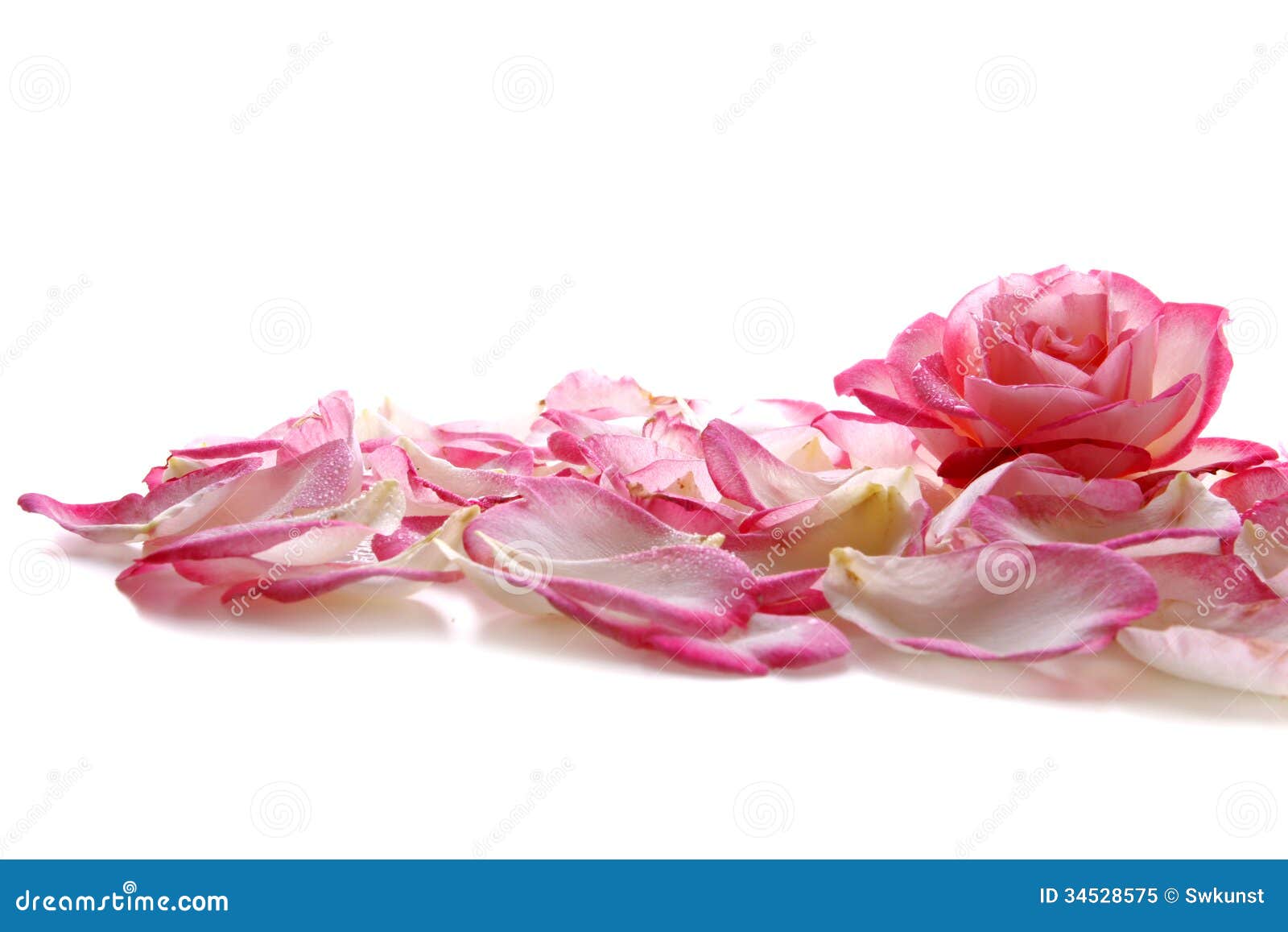 Pink rose petals. stock image. Image of love, heart, roses - 34528575