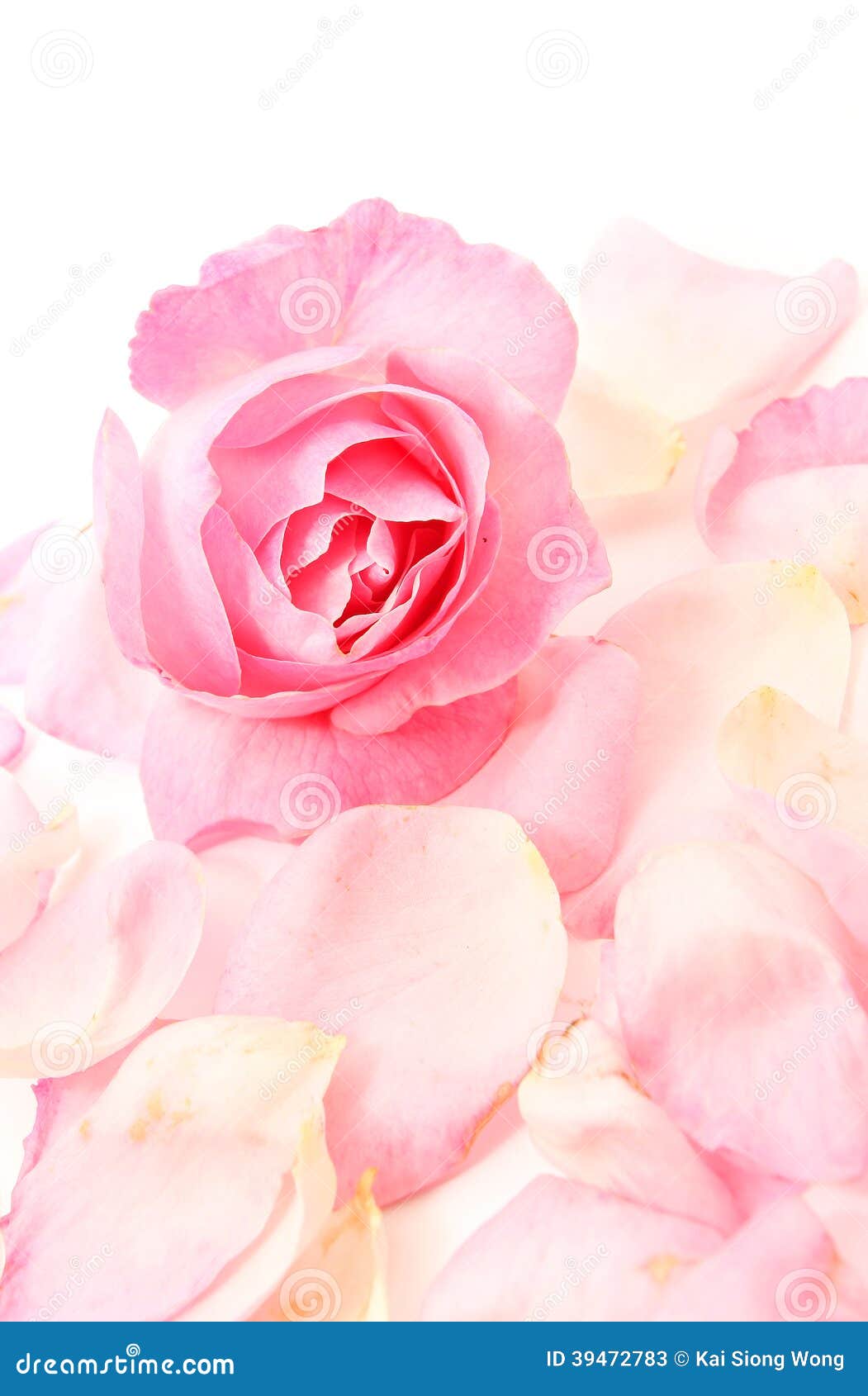 Pink rose and petals stock image. Image of petal, feeling - 39472783