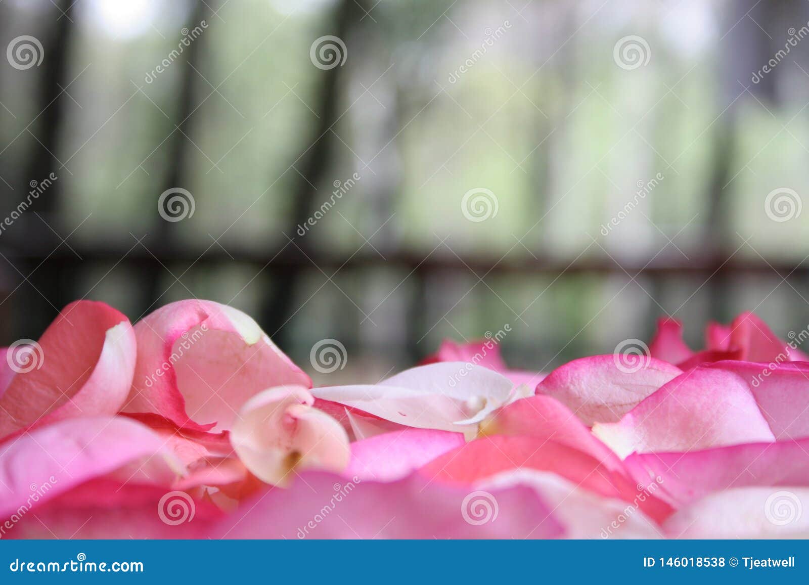 Pink Rose Petals stock photo. Image of scattered, elegance - 146018538