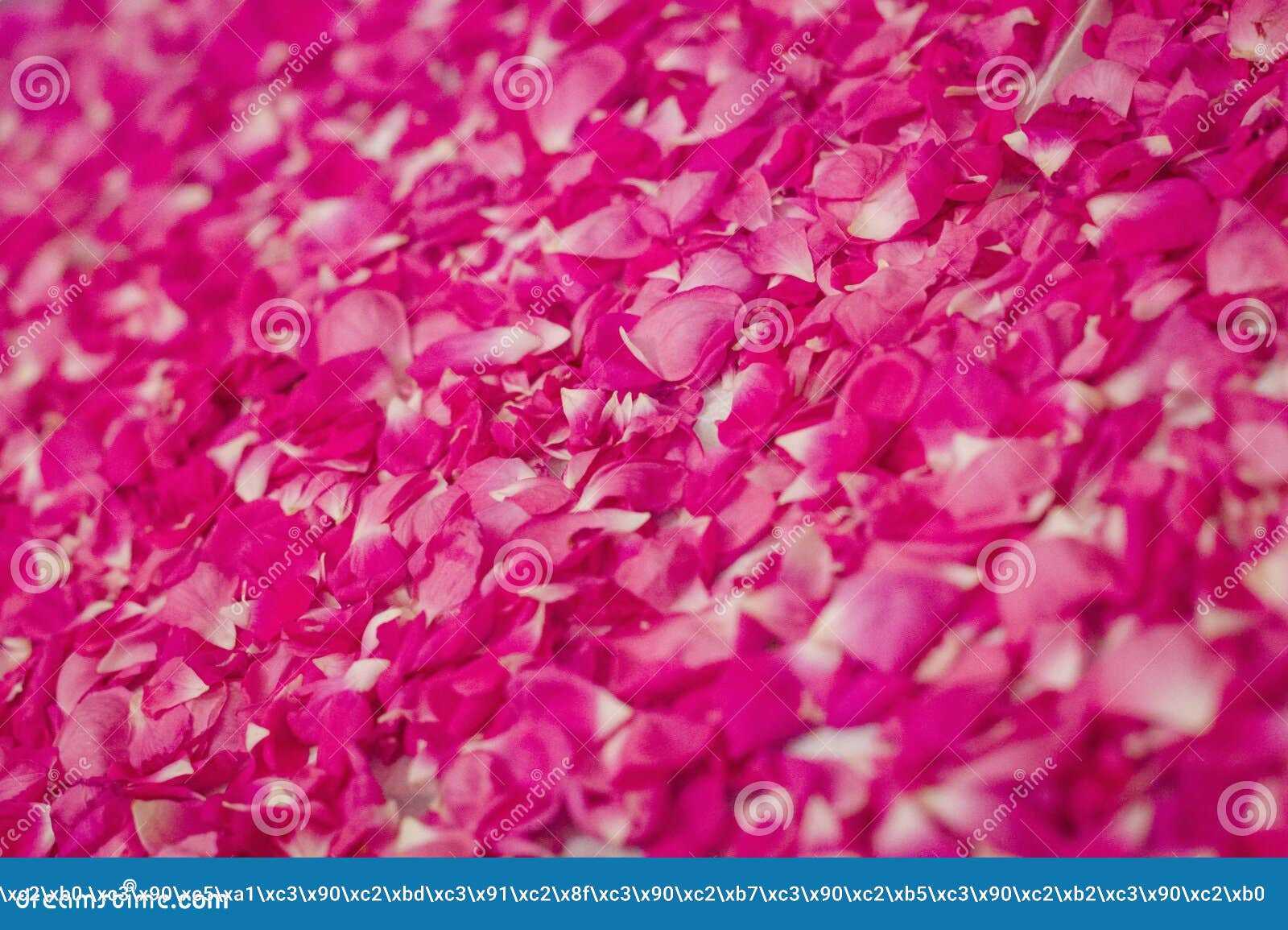 Pink Rose Petals Textured Background. Copy Space Stock Photo - Image of ...