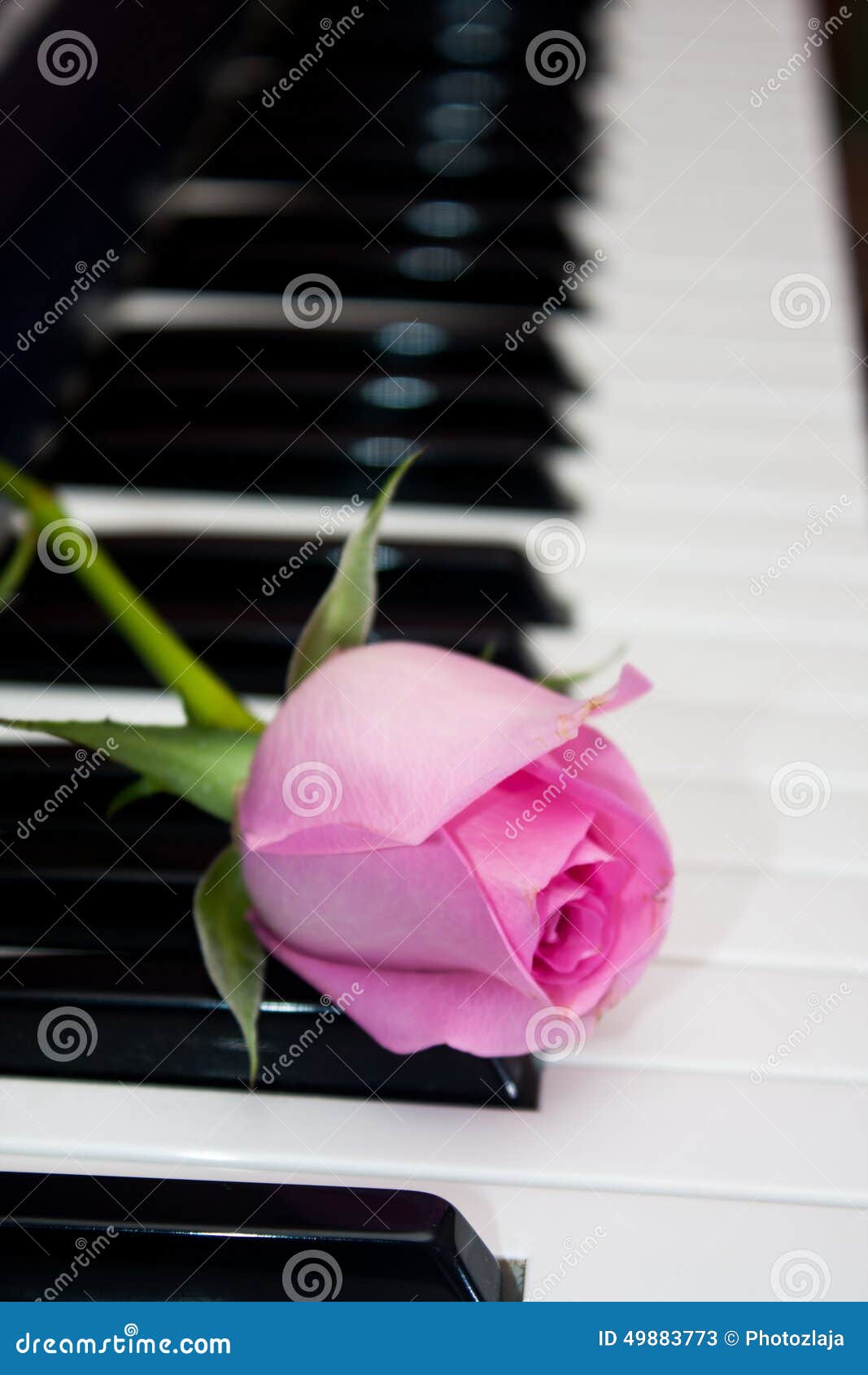 Pink Rose on the Piano Keyboard Stock Image - Image of compose, feeling ...