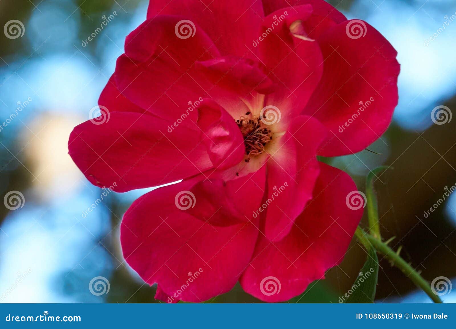Pink rose stock image. Image of pure, virginia, nature - 108650319