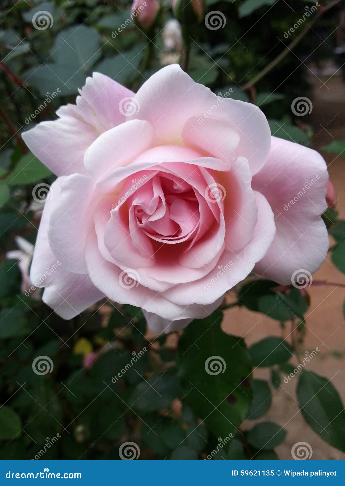 Pink Rose editorial image. Image of garden, rose, pinky - 59621135