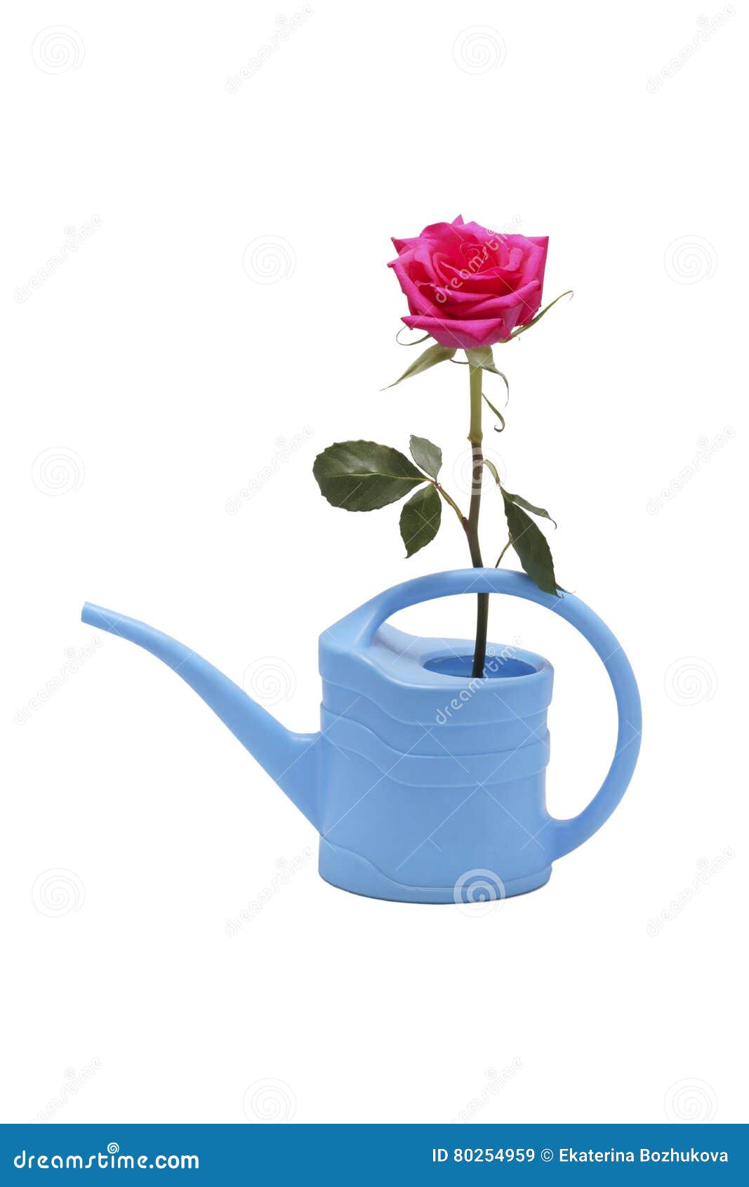 Pink Rose Placed in a Plastic Watering Can. Stock Image - Image of leaf ...