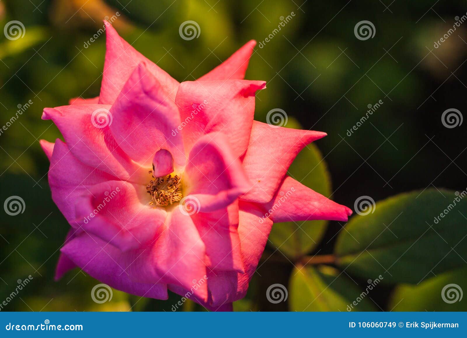 Pink Rose with Pointy Petals Stock Image - Image of closeup, pink ...
