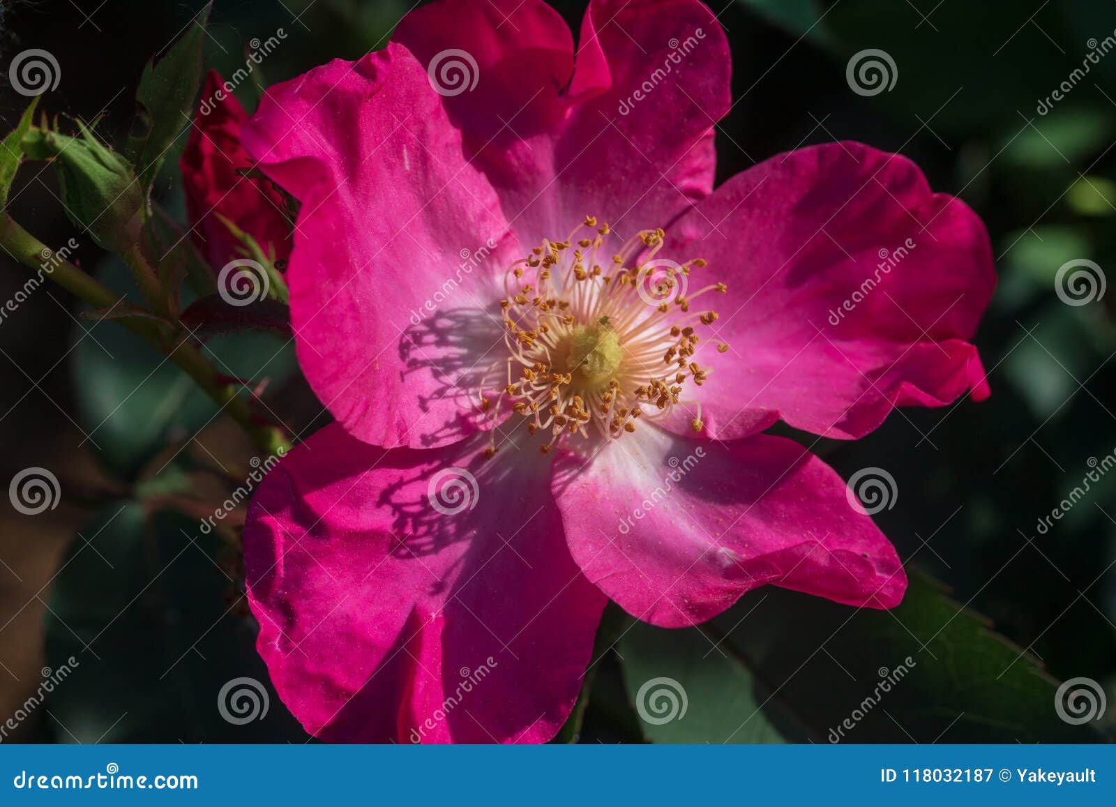 Pink Rose `Prairie Flower` Macro Stock Image - Image of floral, natural ...