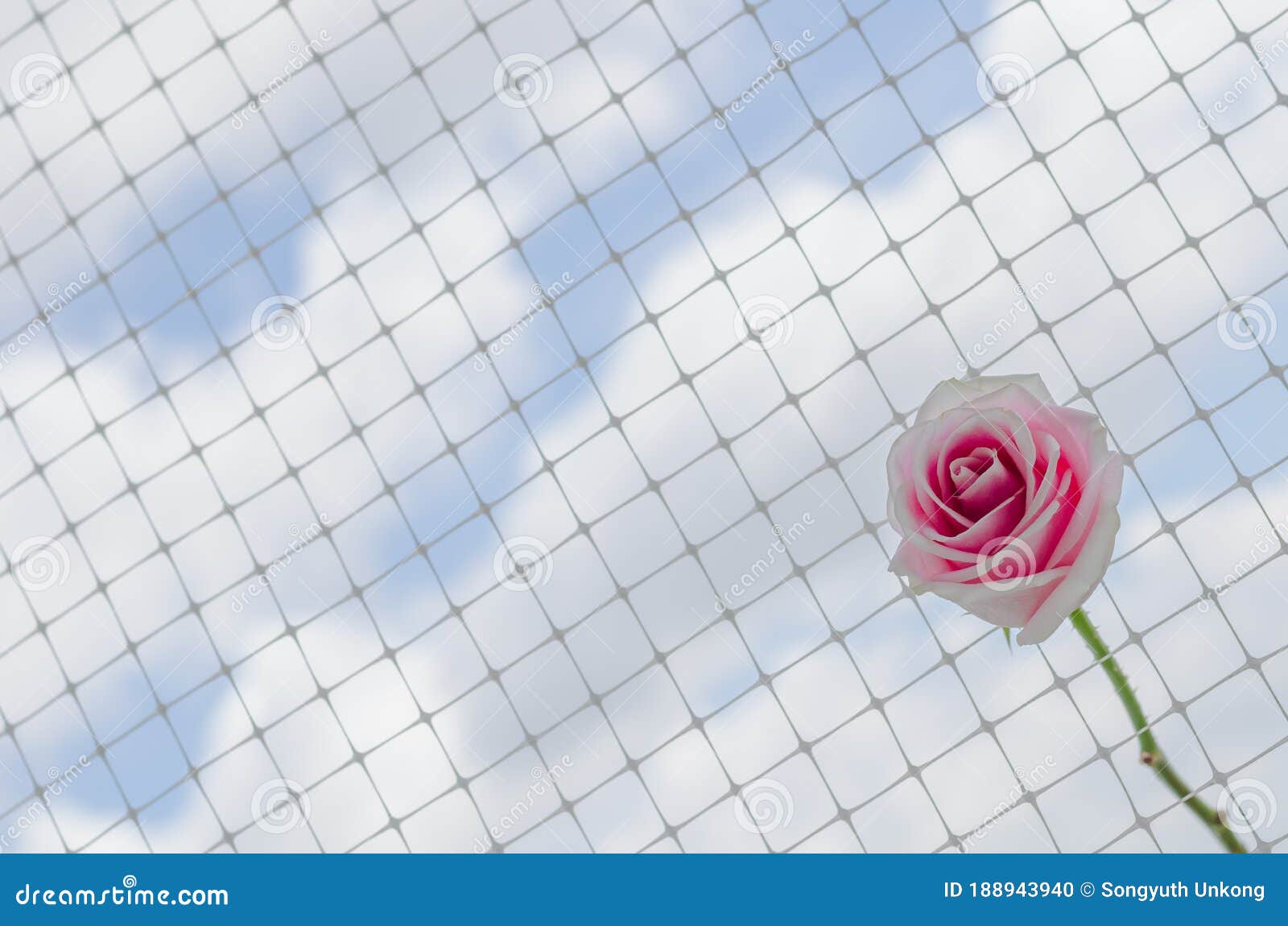 A Pink Rose Puts on the Net Stock Photo - Image of petal, nature: 188943940