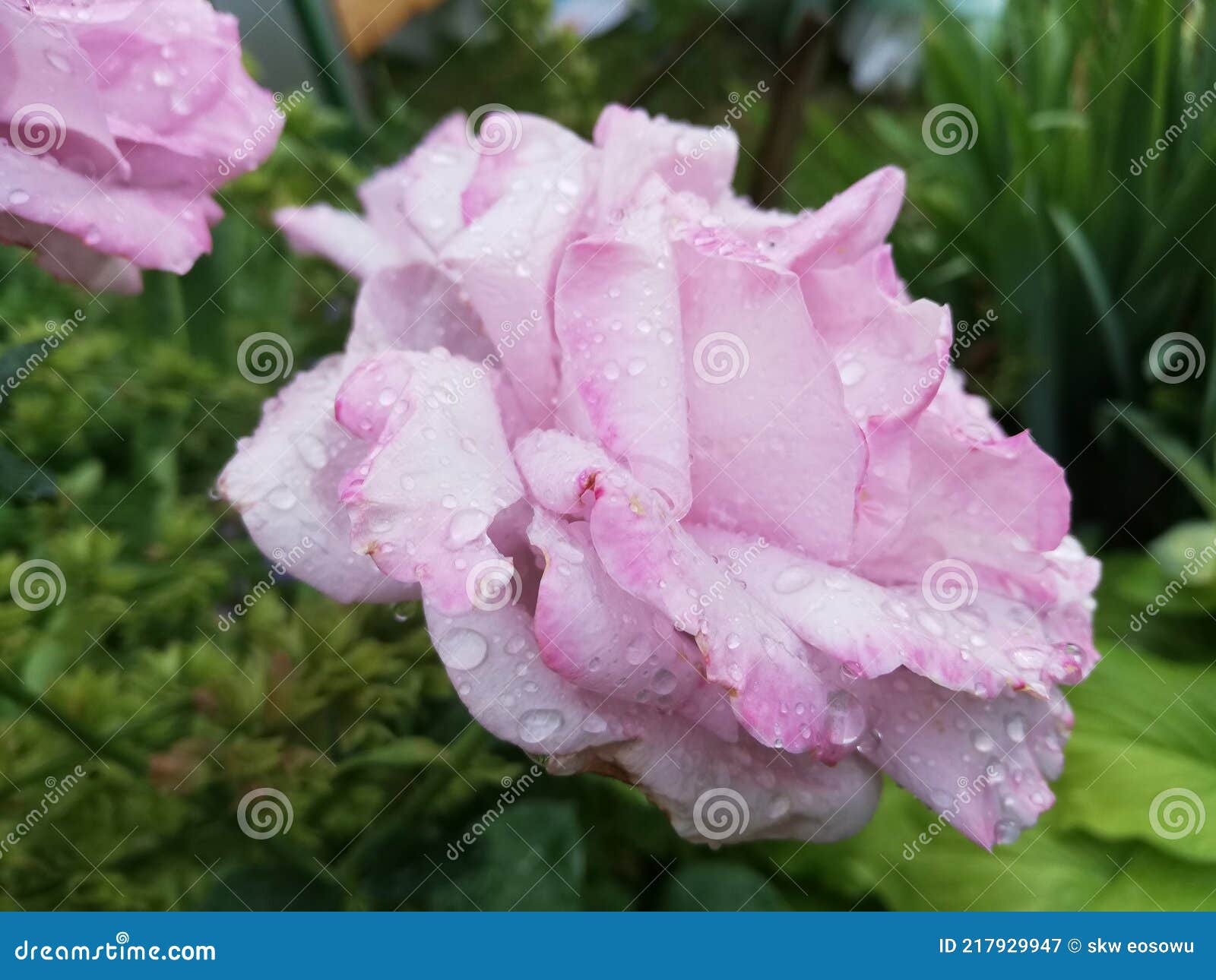 Pink Rose after rain stock image. Image of shrub, pink - 217929947
