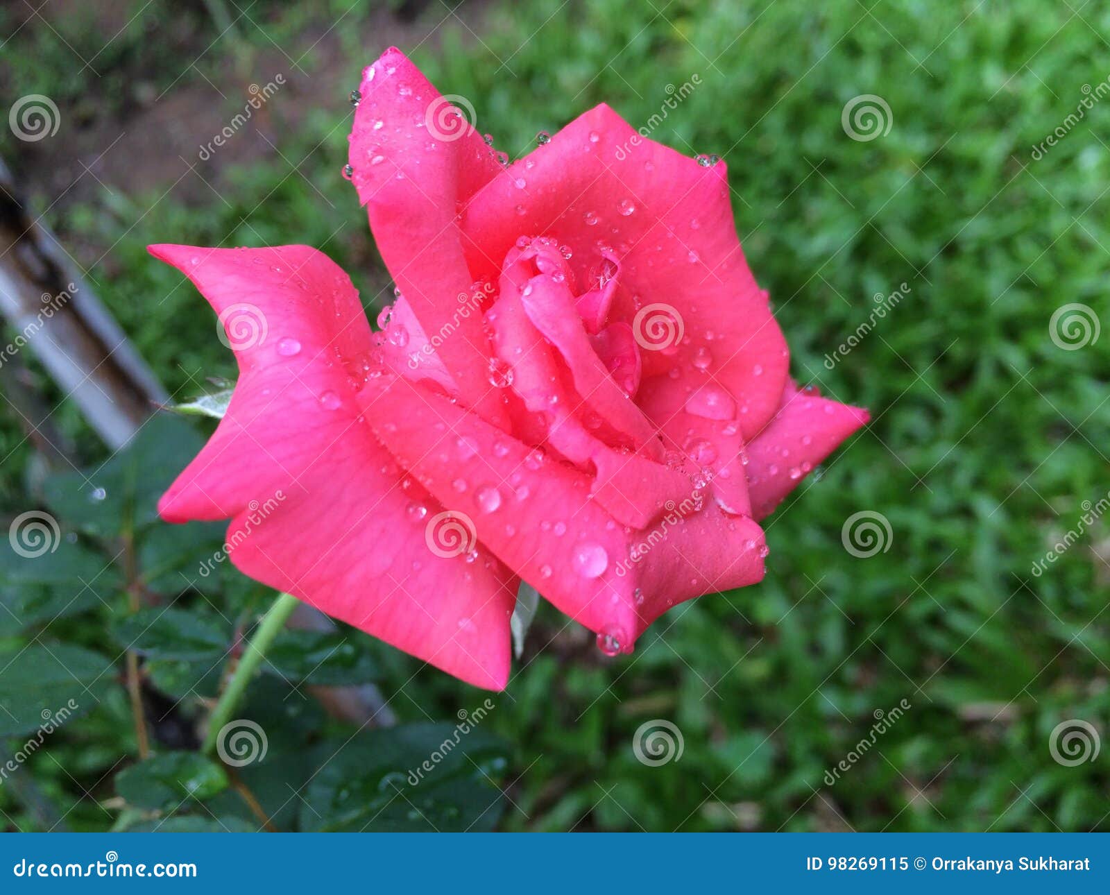 Pink Rose stock image. Image of rain, rose, pink, beautiful - 98269115