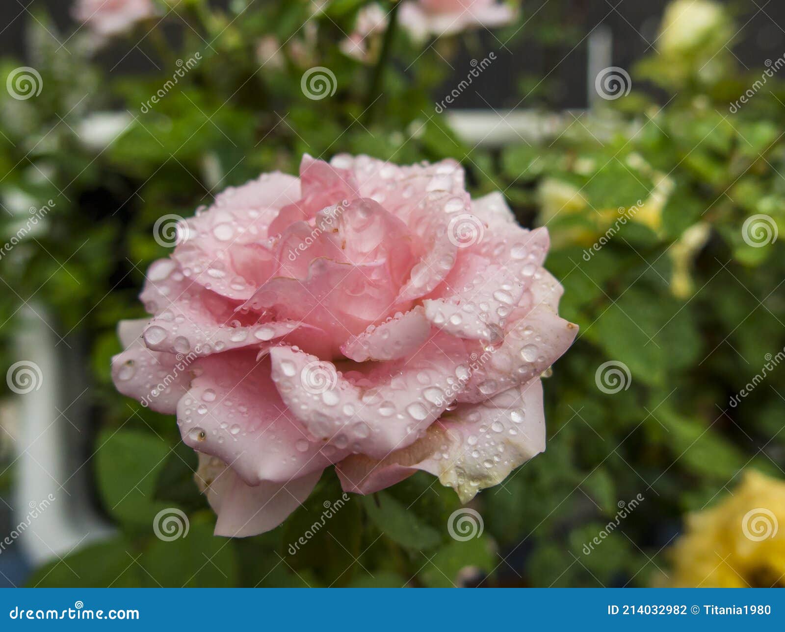Pink Rose with Rain Droplets Stock Photo - Image of rain, closeup ...