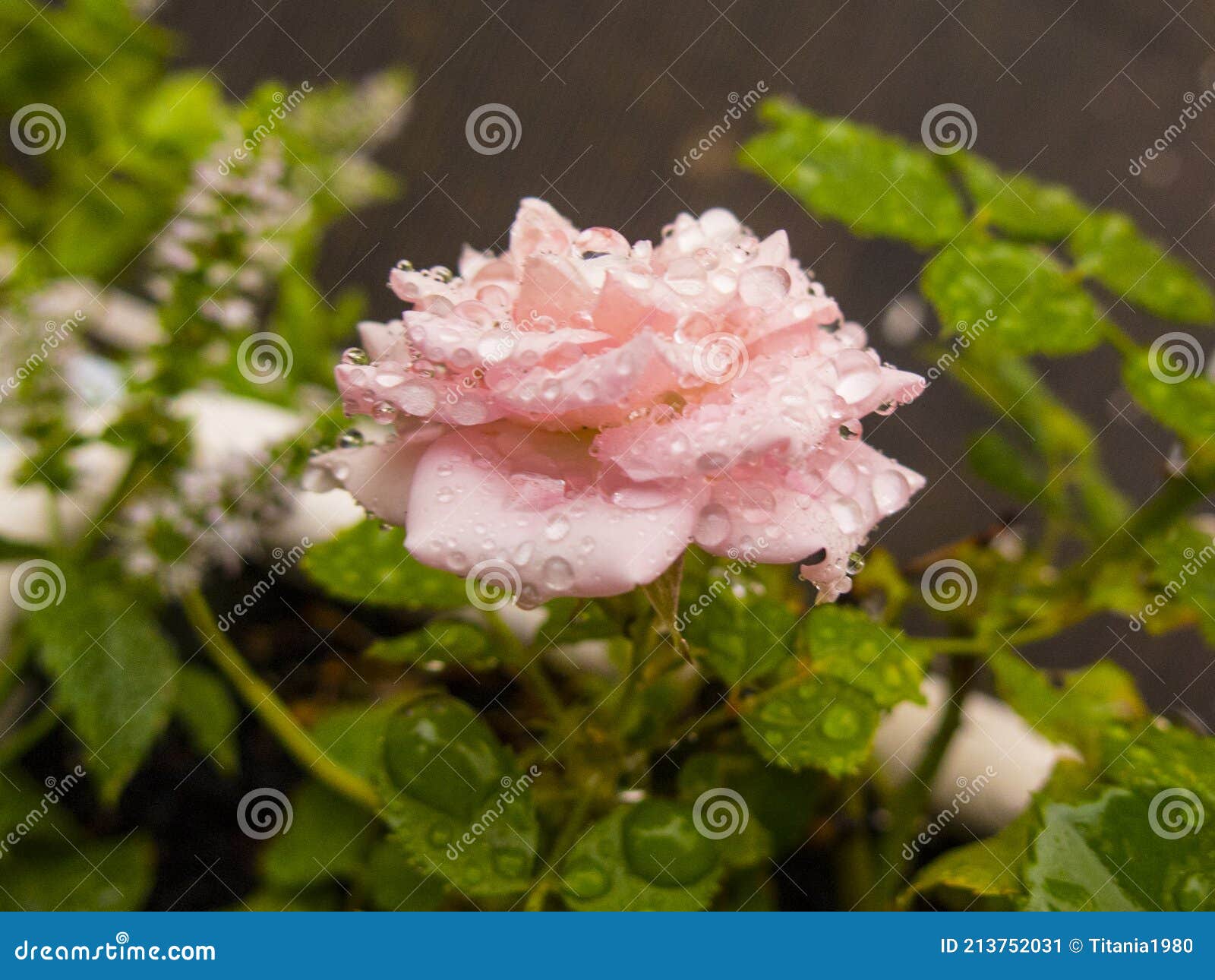 Pink Rose with Rain Droplets Stock Image - Image of blossom, outdoor ...