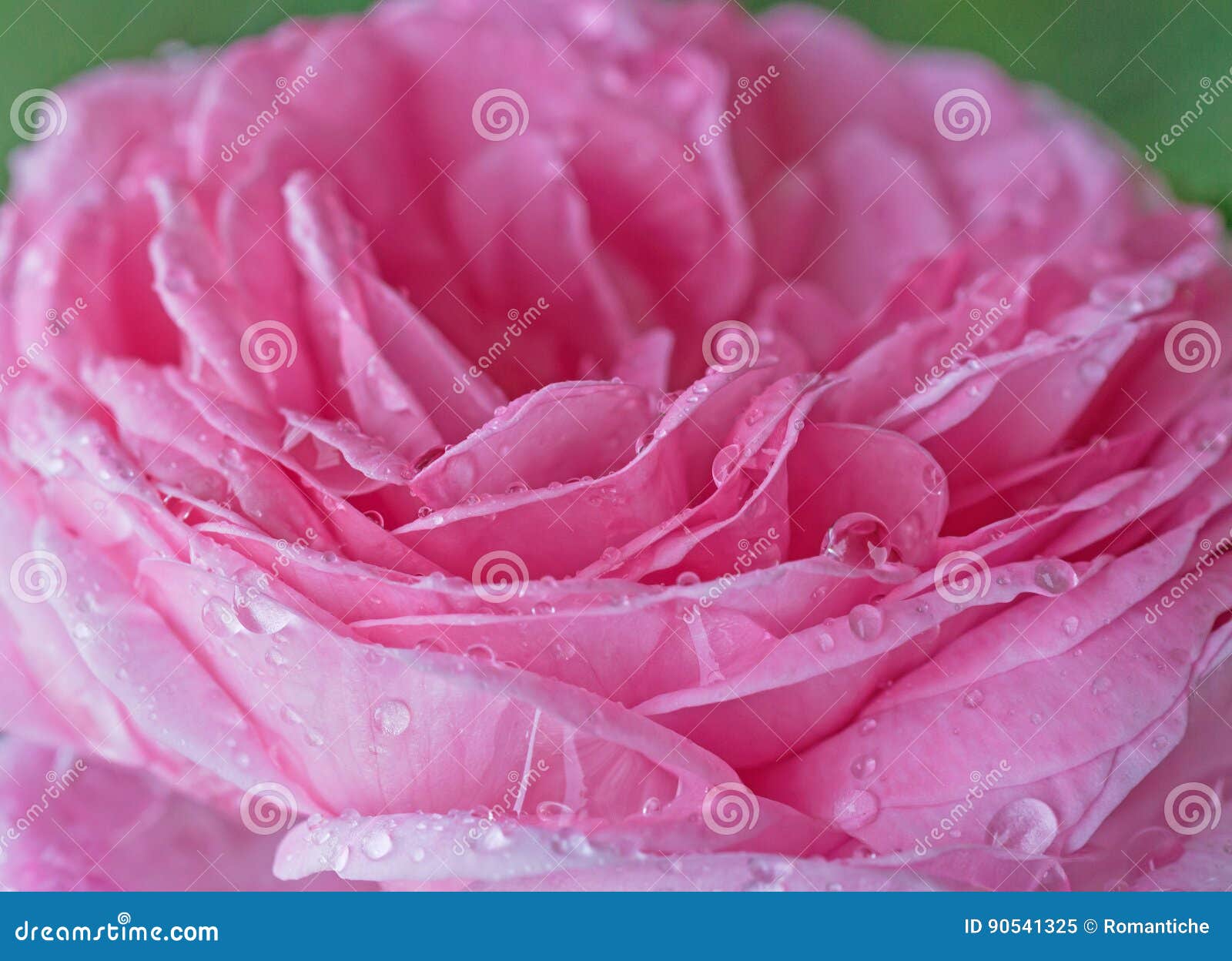 Pink rose with rain drops stock image. Image of flora - 90541325
