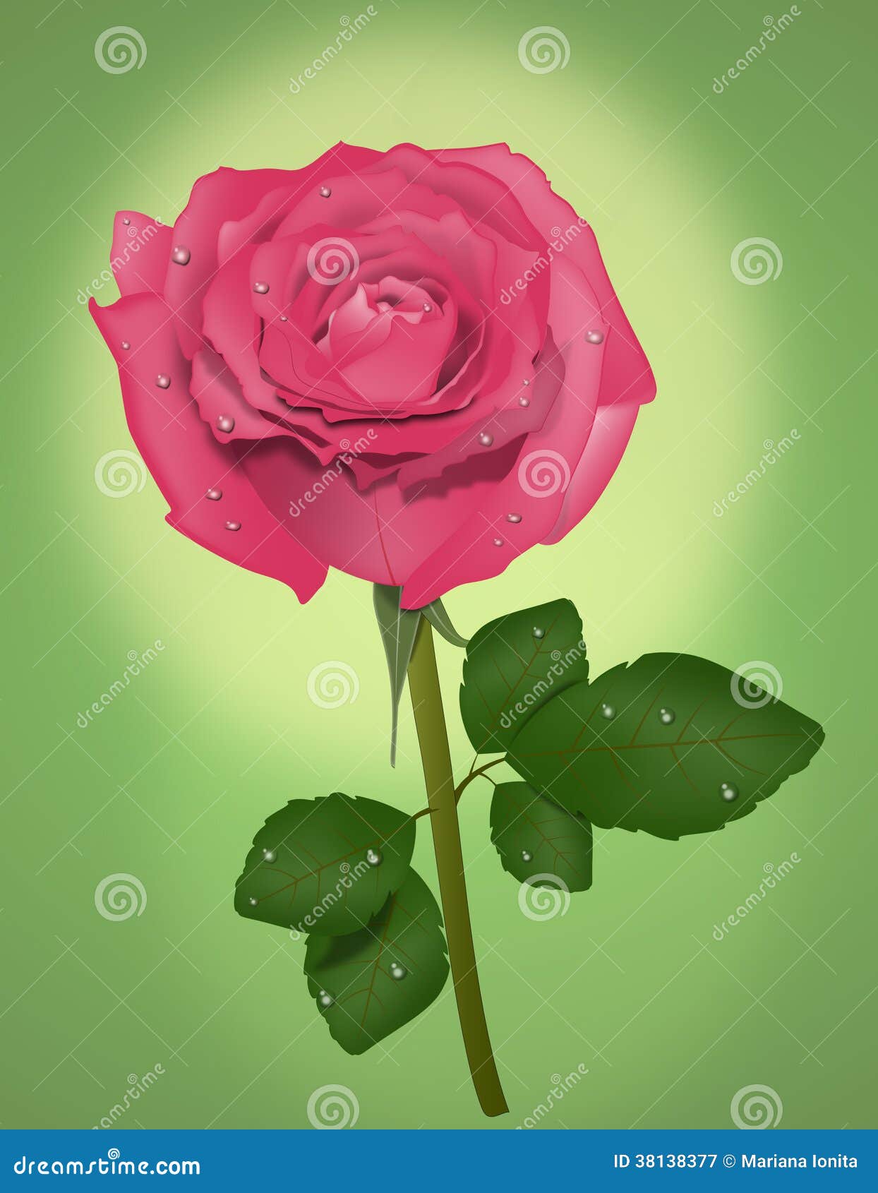 Pink rose with rain drops stock illustration. Illustration of flower ...