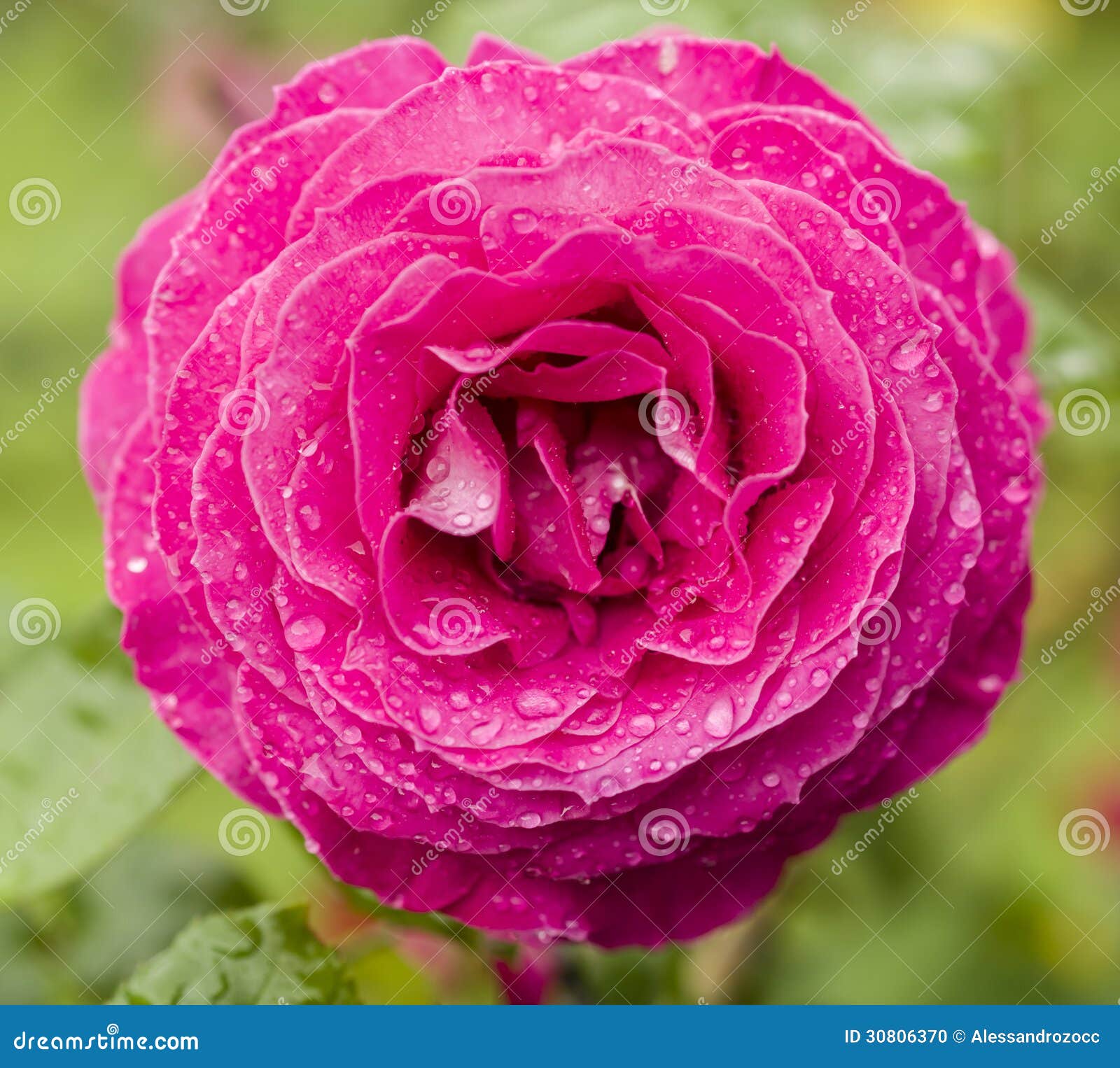 Pink rose with rain drops stock photo. Image of bloom - 30806370