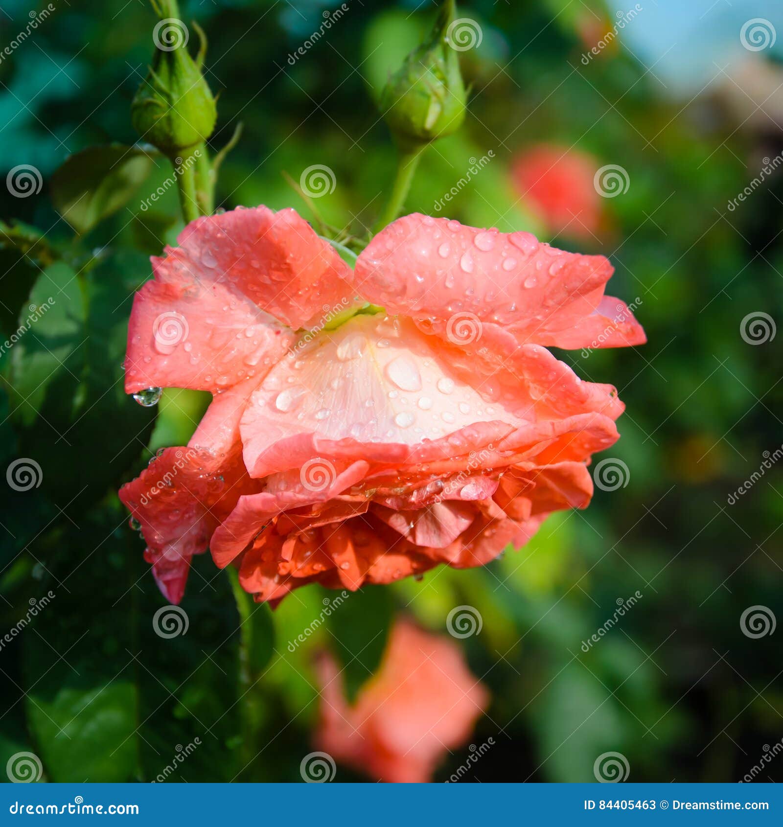 Pink rose with rain drops stock image. Image of rain - 84405463