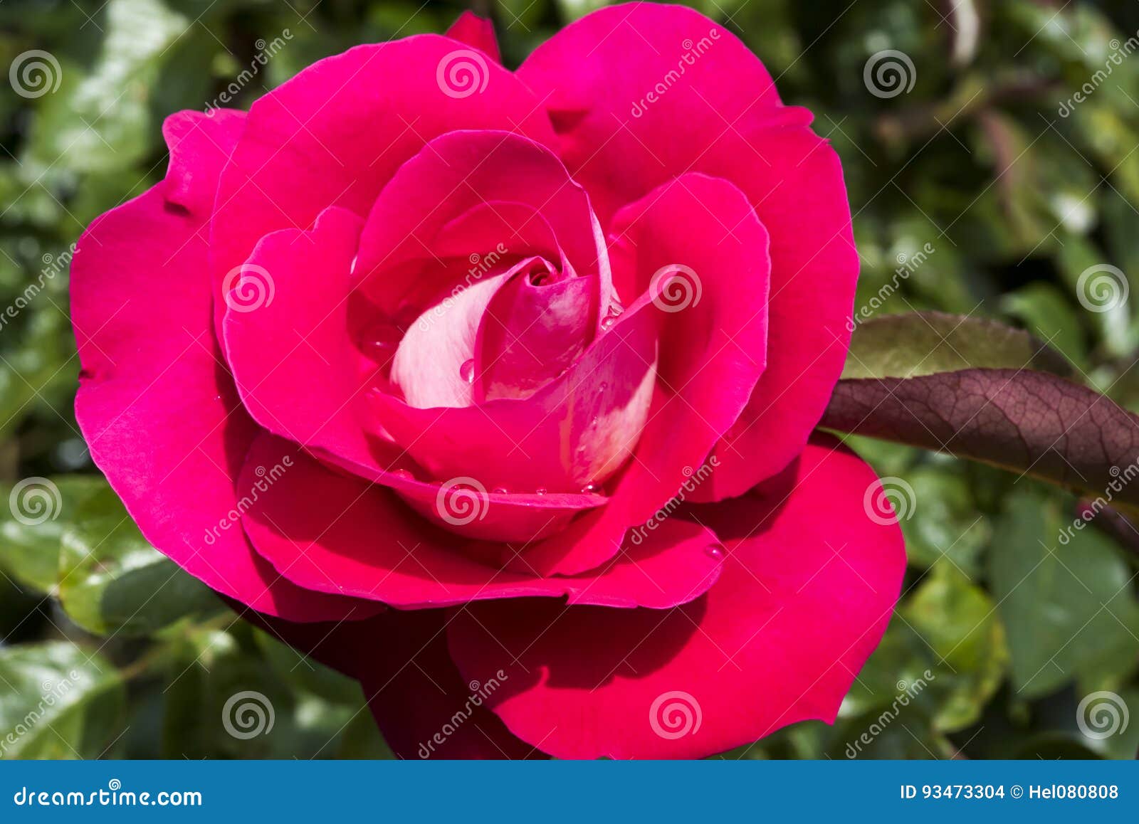 Pink Rose after Rain in Garden Stock Photo - Image of specific, rose ...