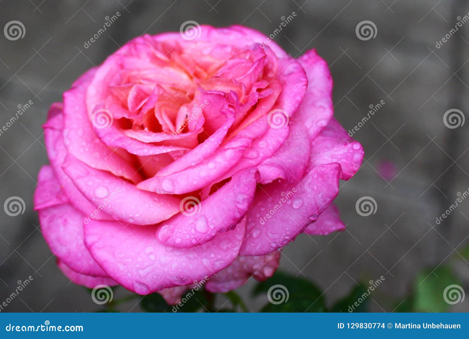 A pink rose after the rain stock photo. Image of romance - 129830774