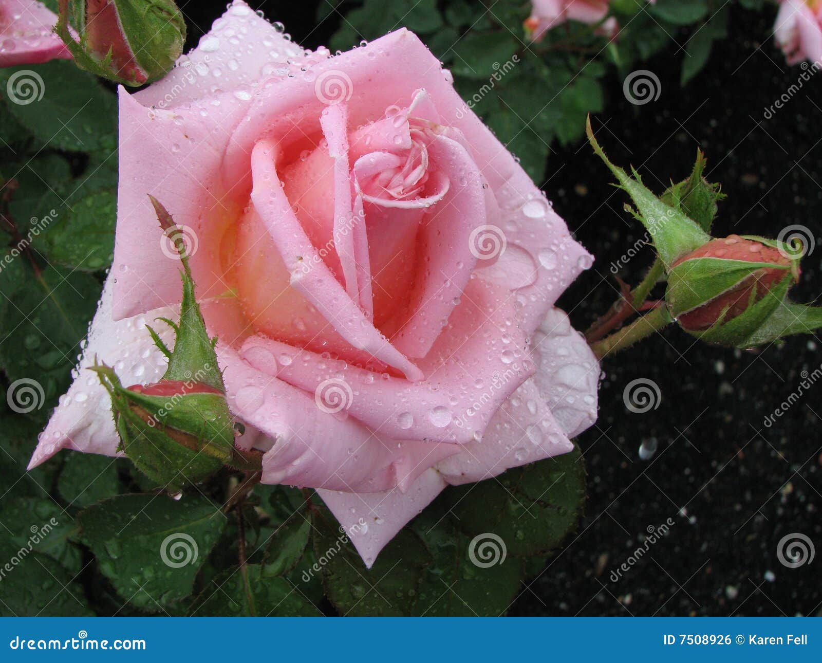 Pink rose with raindrops stock photo. Image of leaves - 7508926