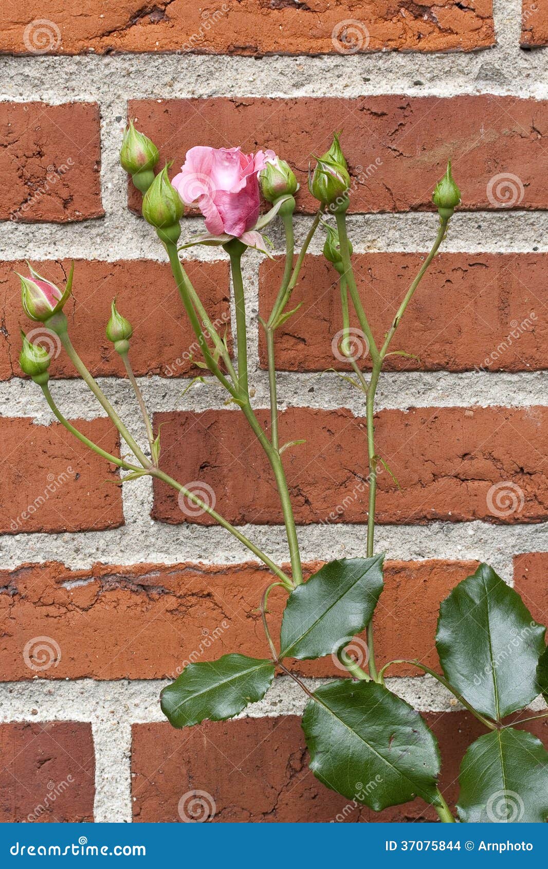 Pink Rose on a Red Brick Wall Stock Photo - Image of flowers, color ...